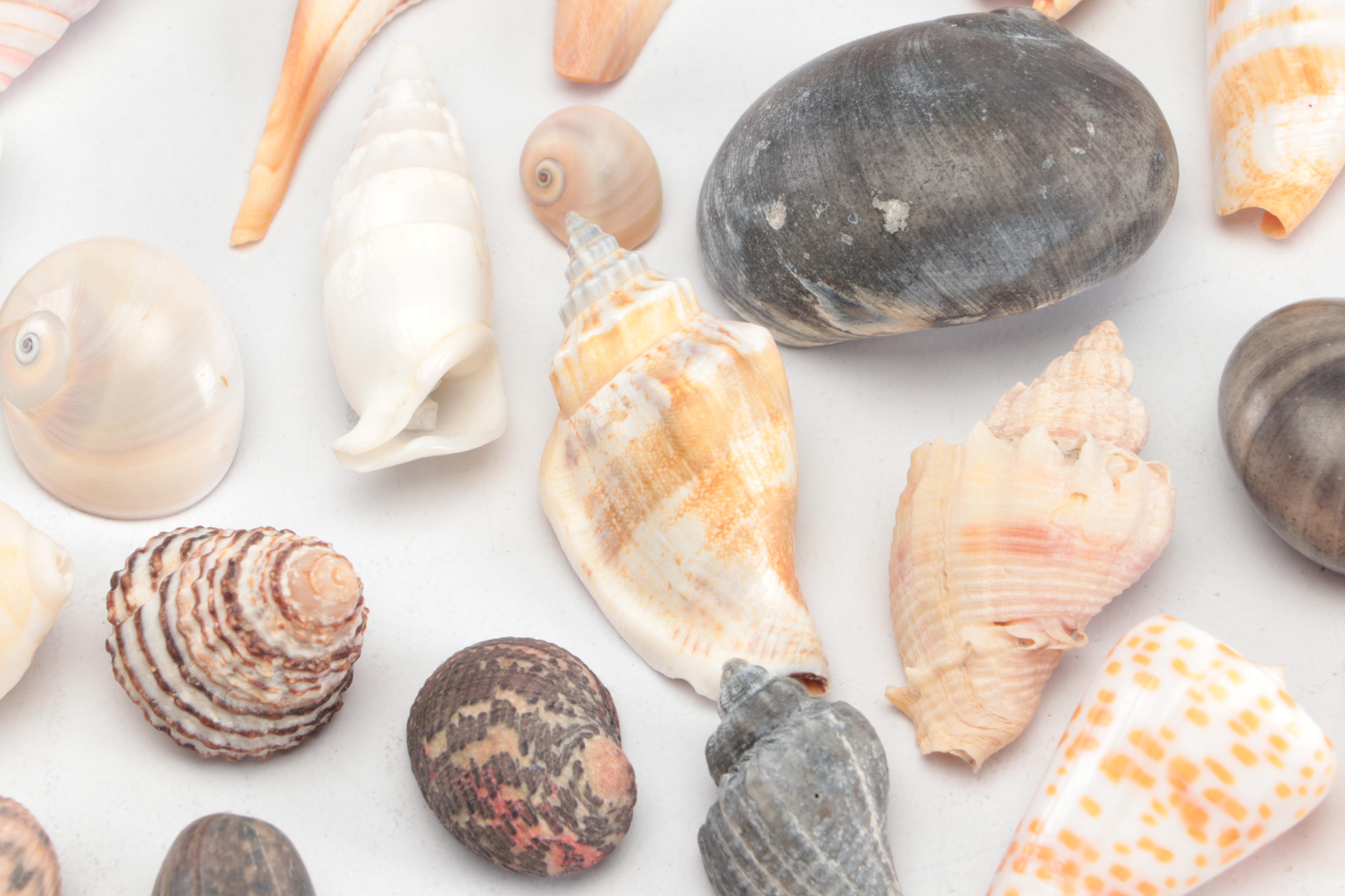 Spider Conchs, Lightning Whelks, Cones, Murex and More Sea Shells | EBTH