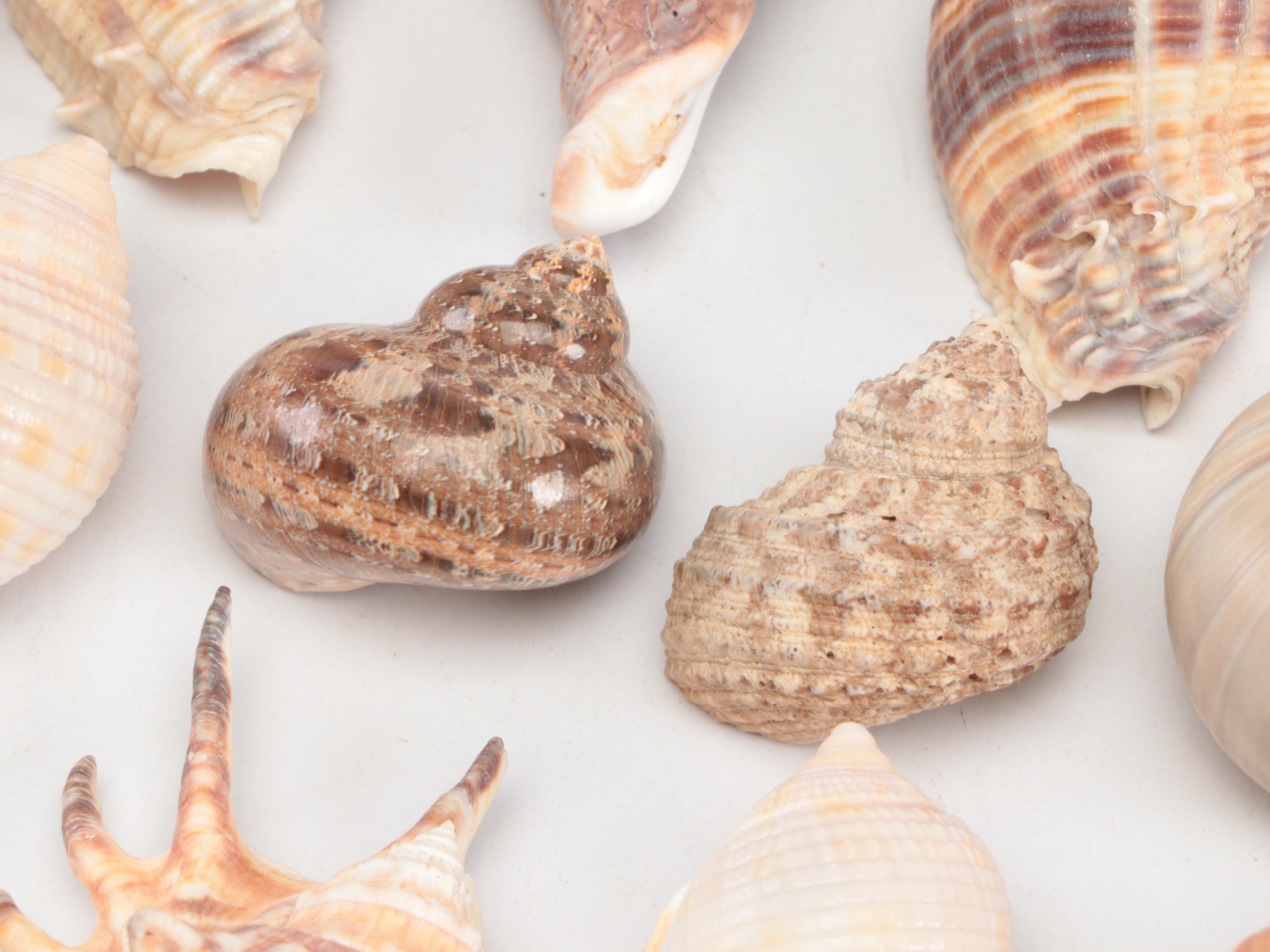 Spider Conchs, Lightning Whelks, Cones, Murex and More Sea Shells | EBTH