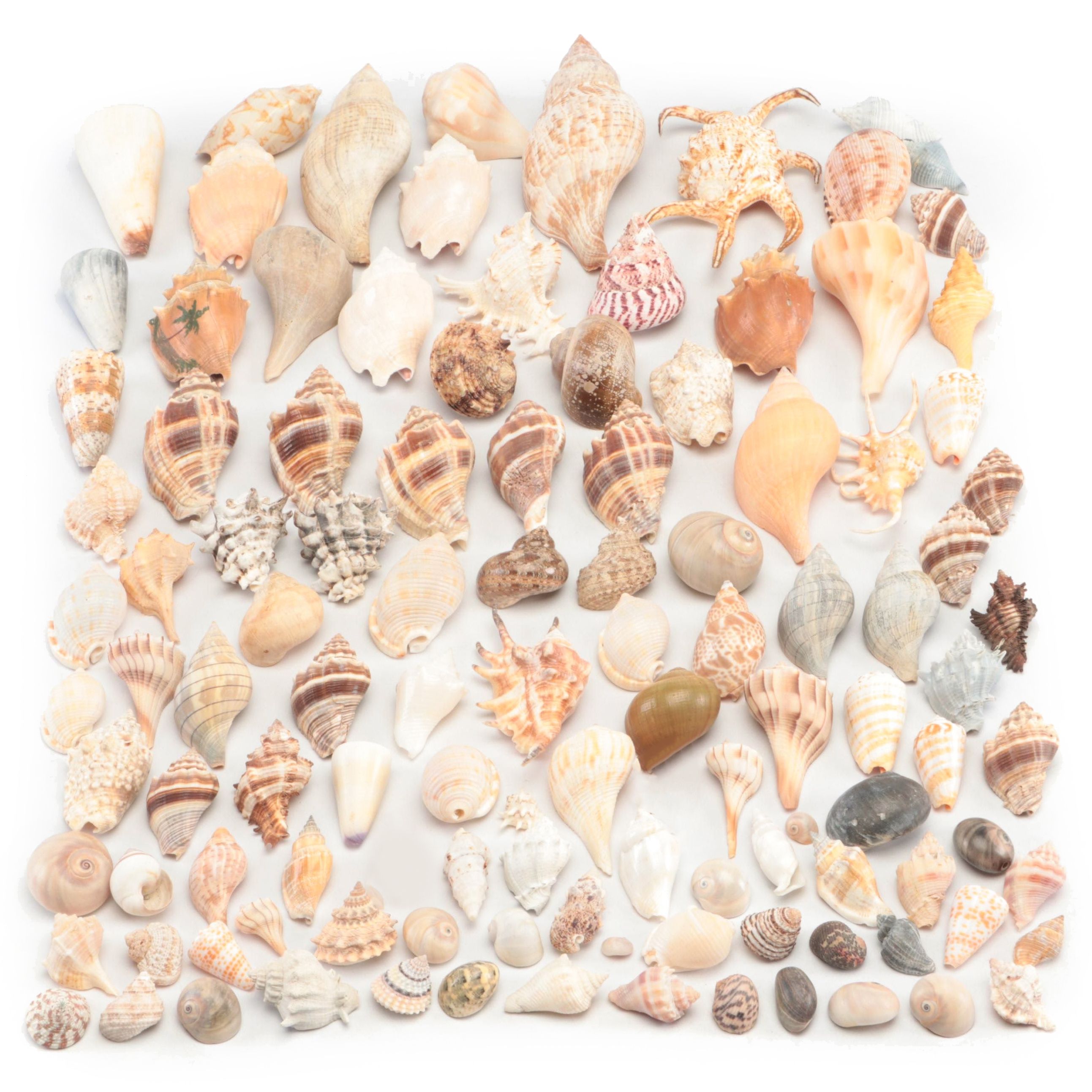 Spider Conchs, Lightning Whelks, Cones, Murex and More Sea Shells | EBTH