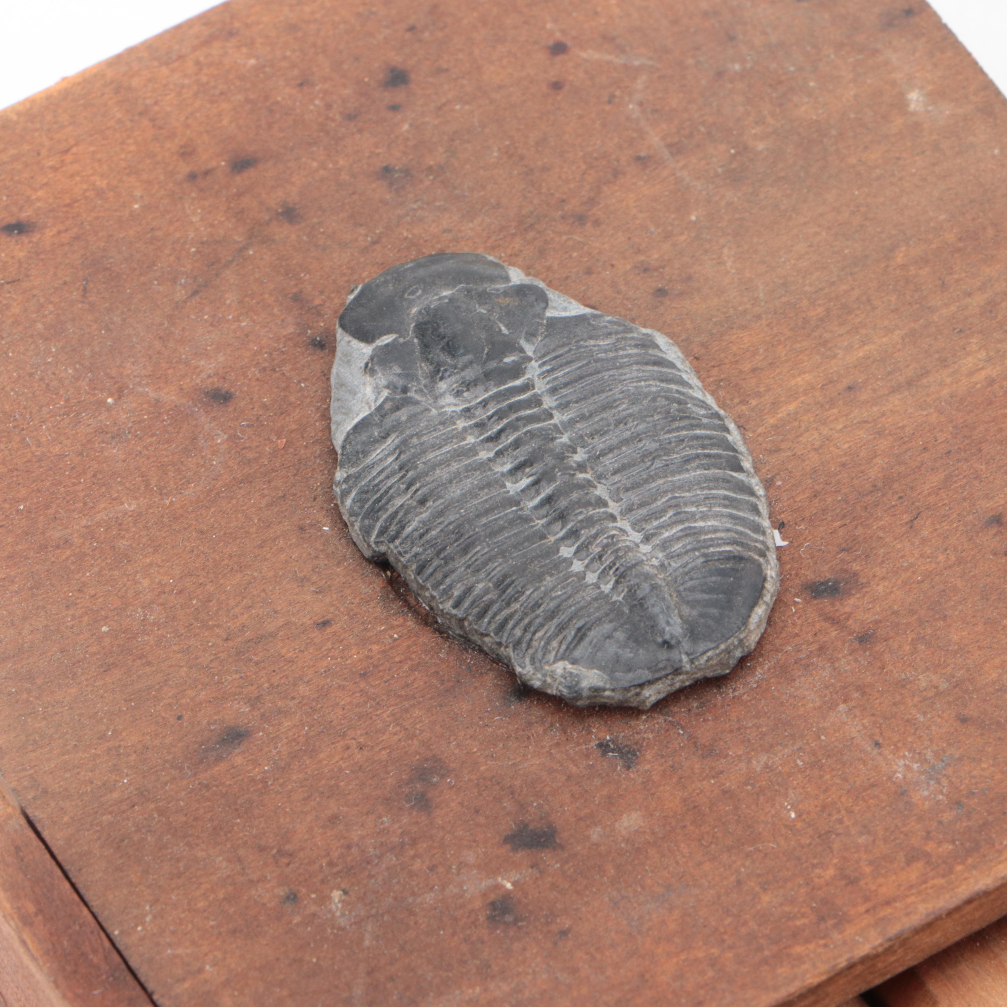 Trilobite Wooden Box with Number Tiles and Carved Wood Spinning Tops | EBTH