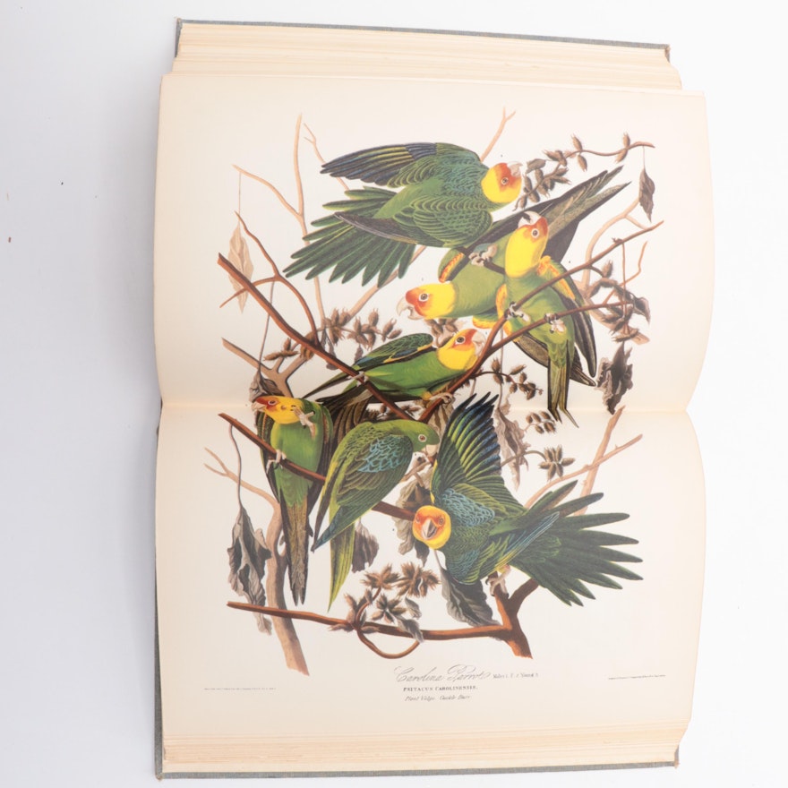 Illustrated Illustrated