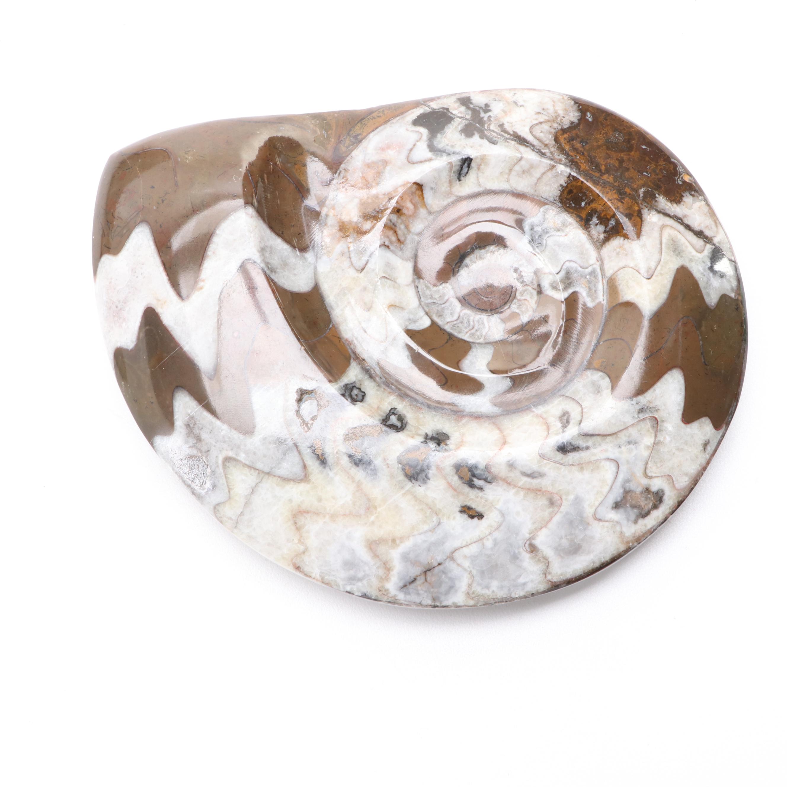 Polished Ammonite Fossil with Raw Citrine Quartz Geode Fragments | EBTH