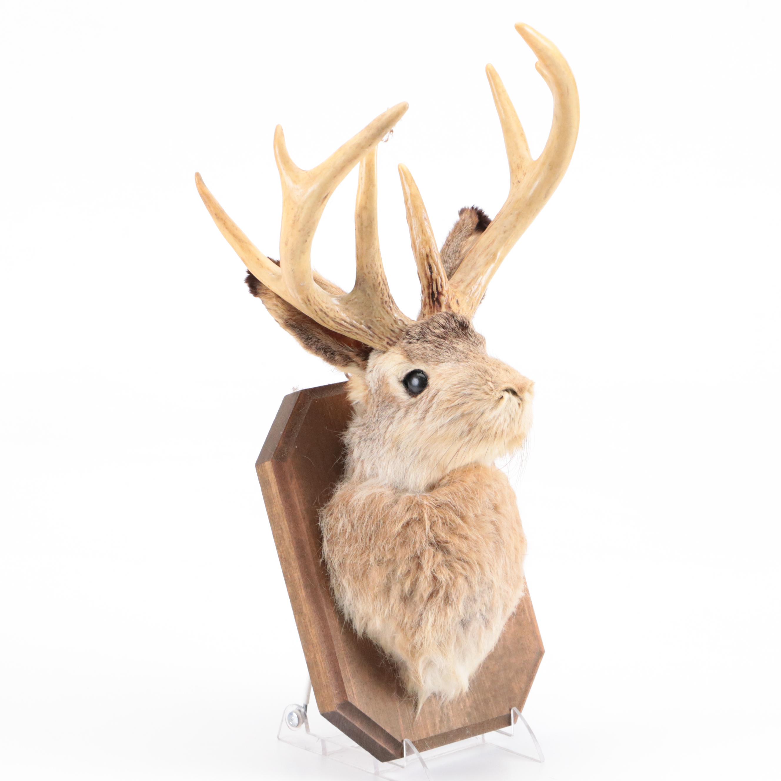 Jackalope Taxidermy Shoulder Mount | EBTH