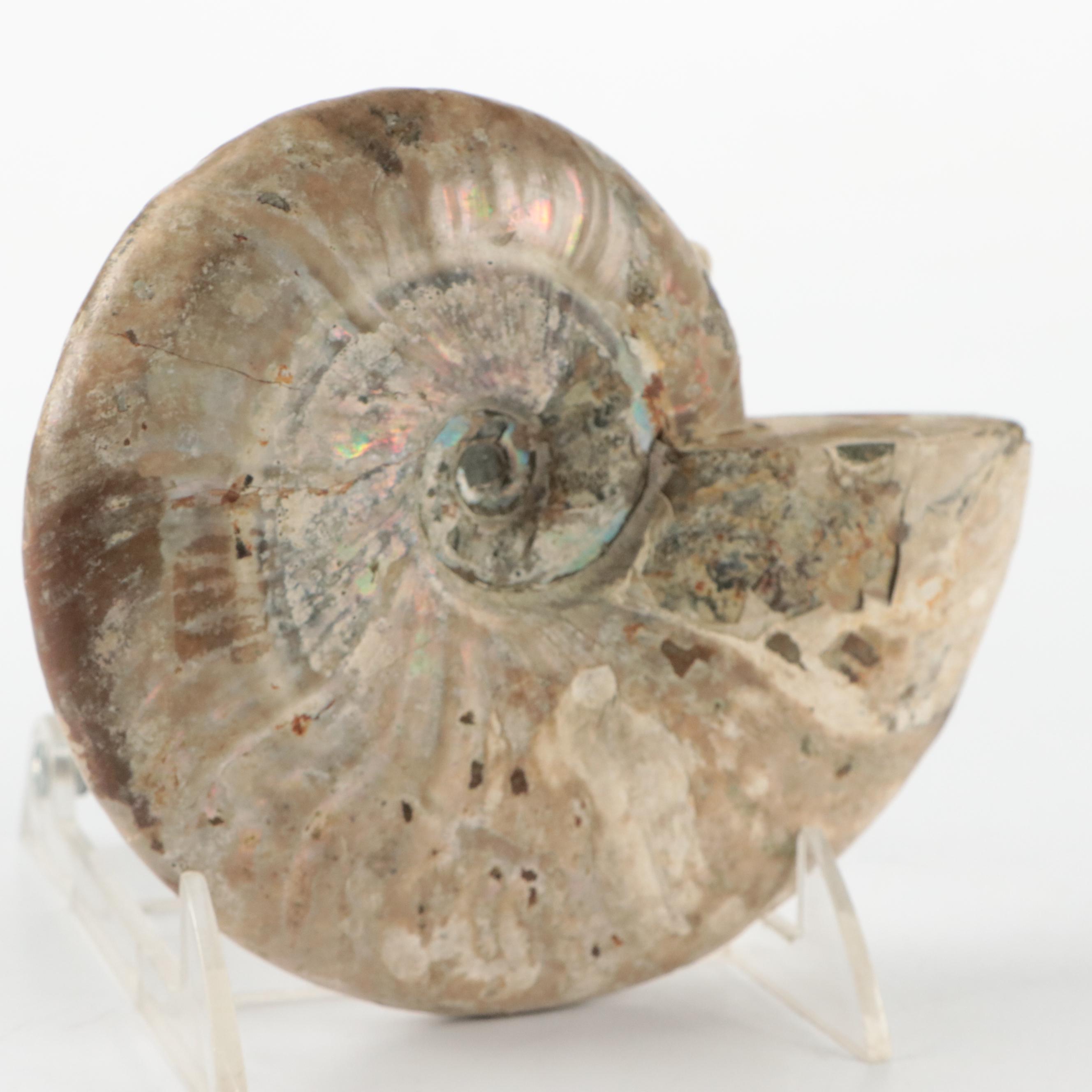 Large Partially Opalized Ammonite Fossil | EBTH