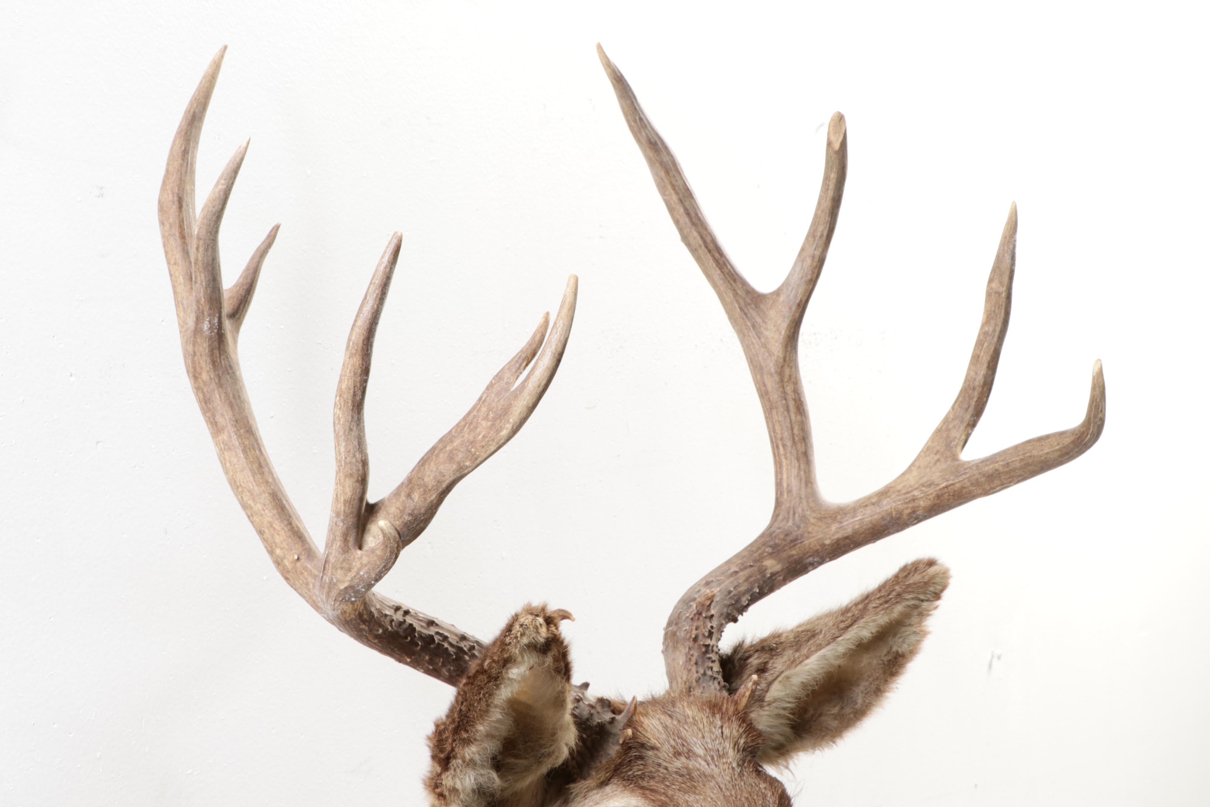 Taxidermy Mule Deer Shoulder Mount | EBTH