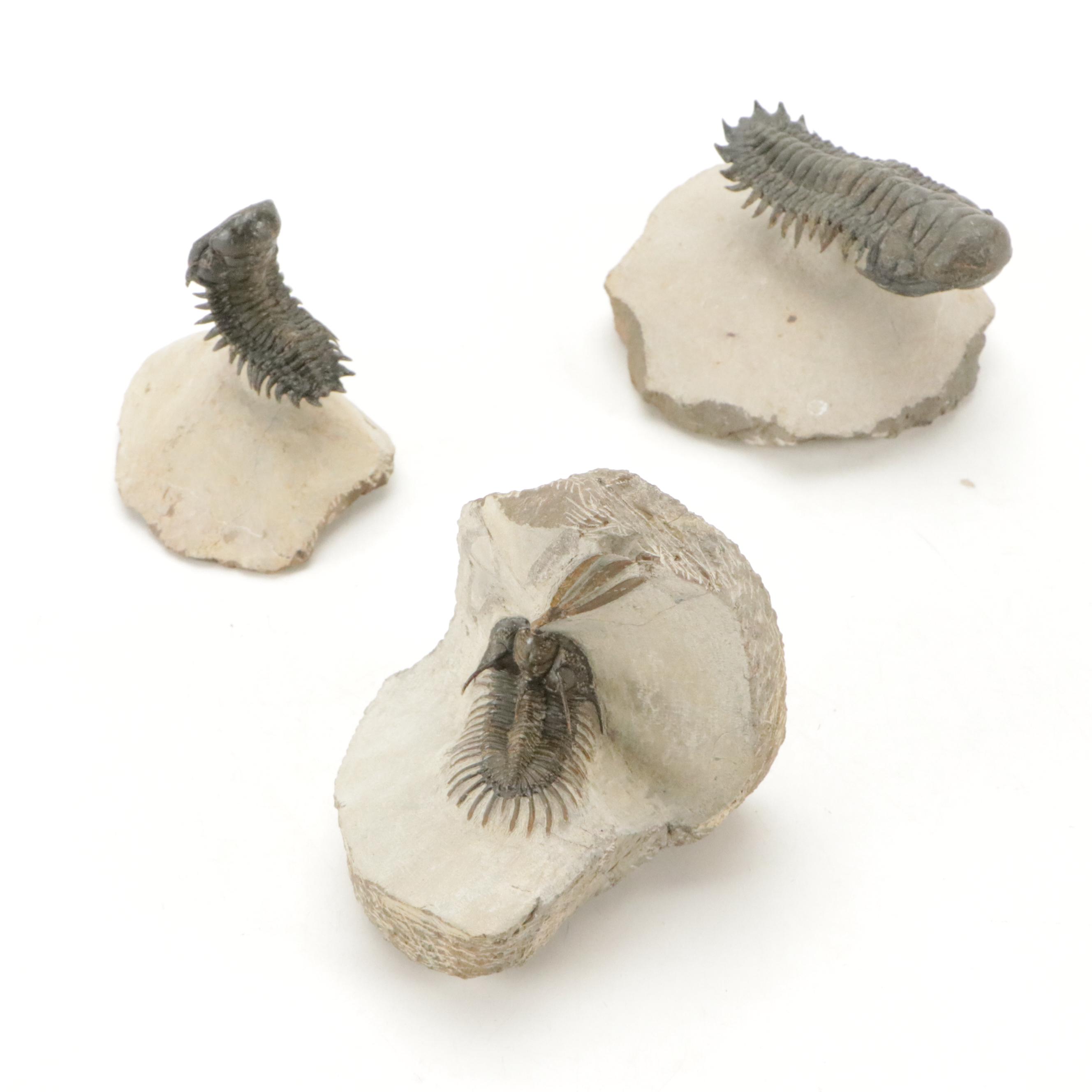 Trilobite Fossil Specimens | EBTH