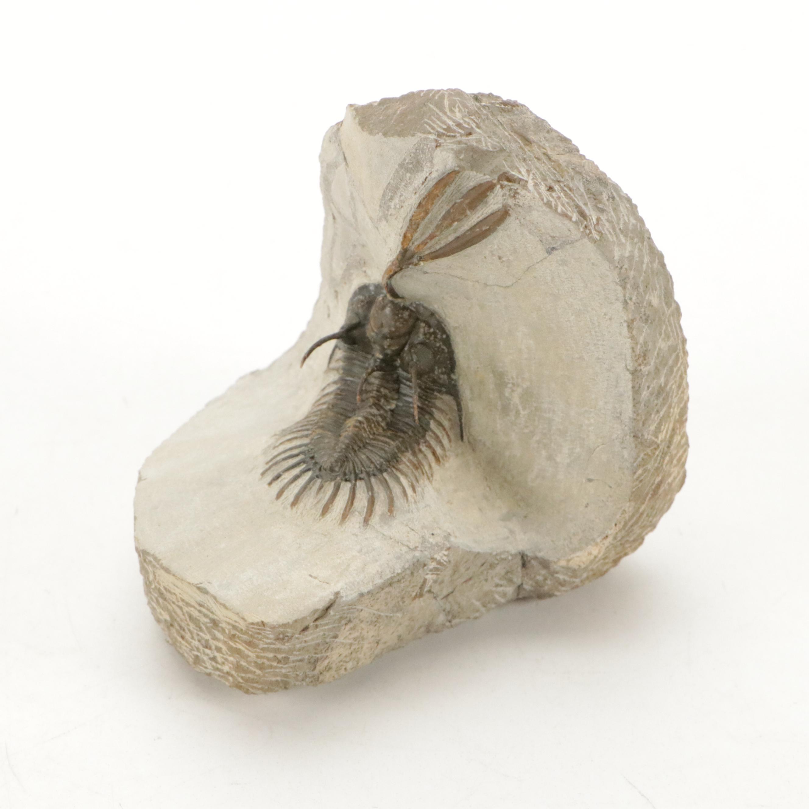 Trilobite Fossil Specimens | EBTH