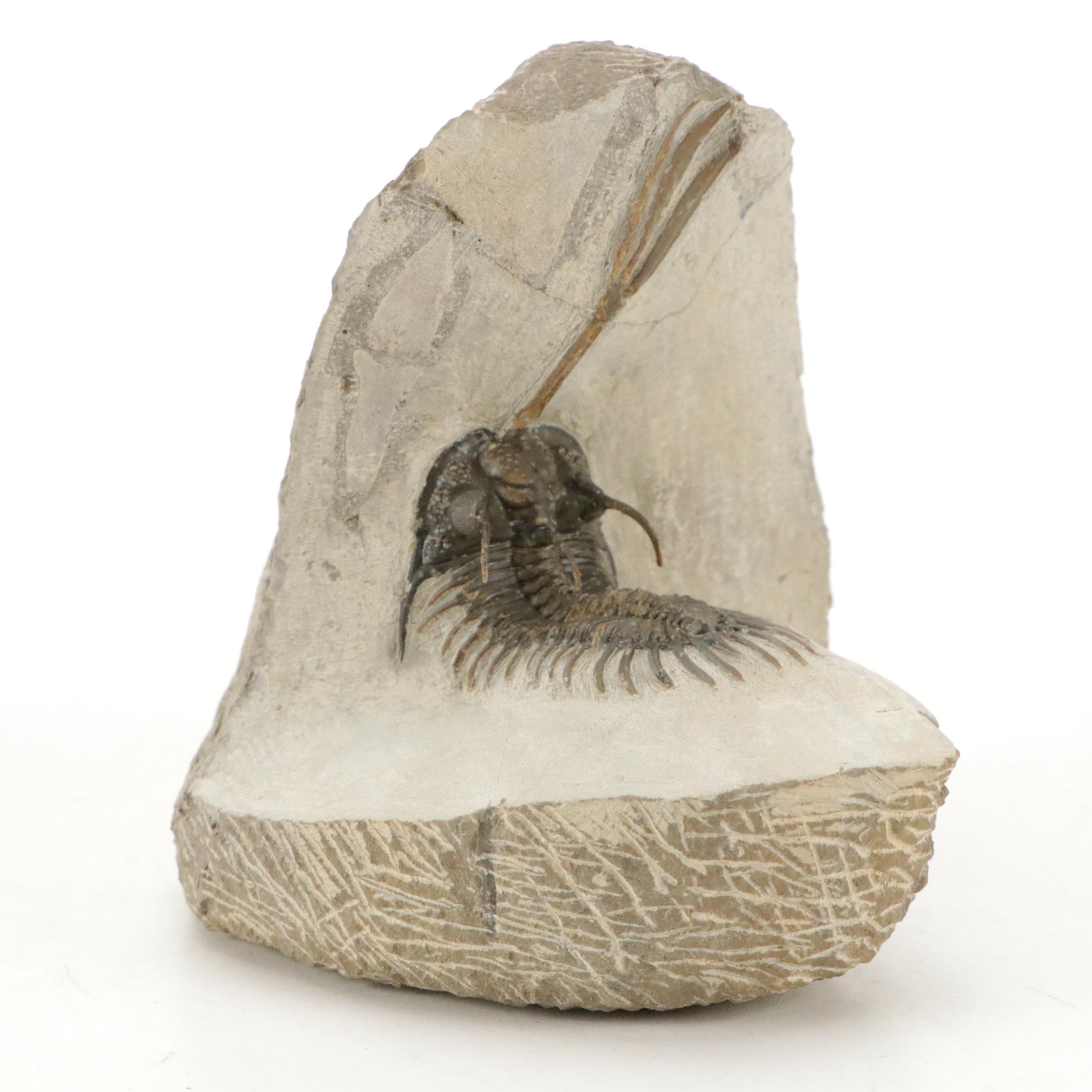 Trilobite Fossil Specimens | EBTH