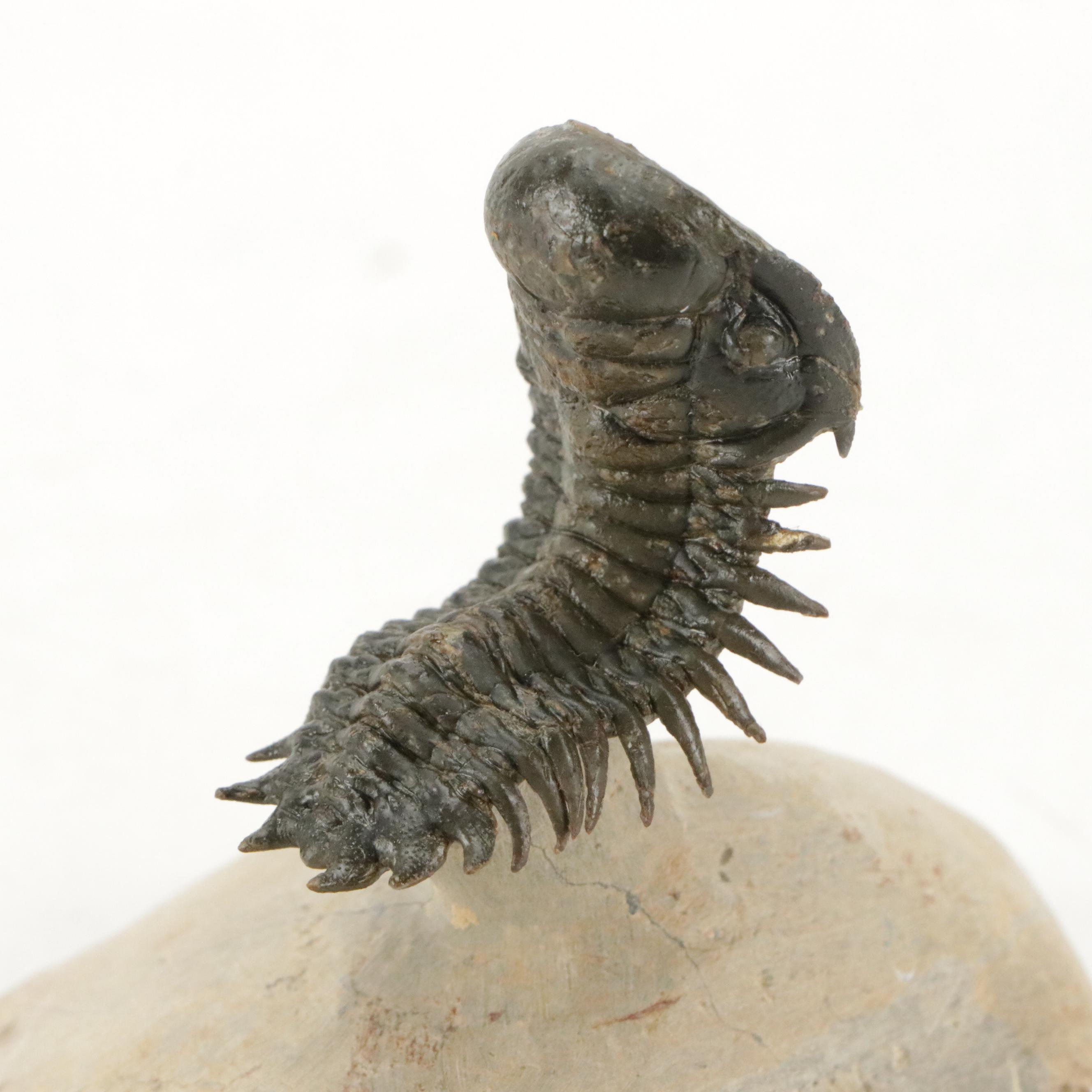 Trilobite Fossil Specimens | EBTH