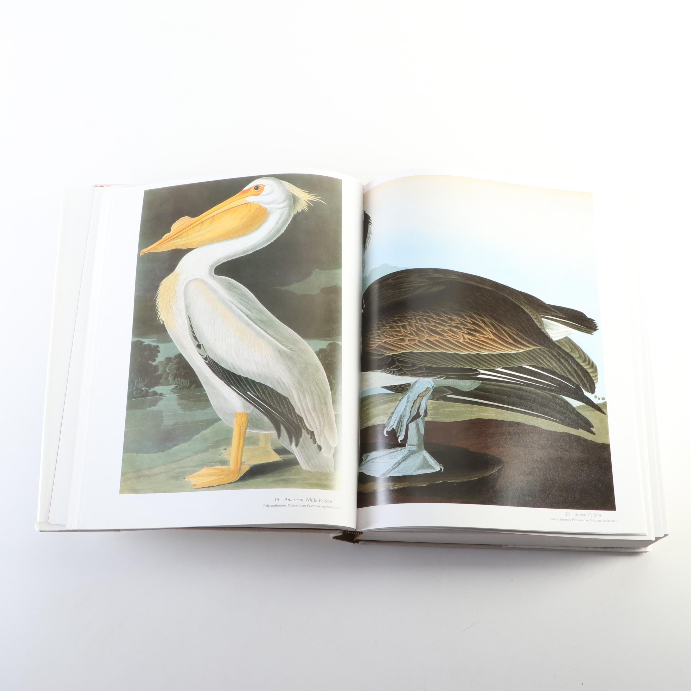 Baby Elephant Folio "Audubon's Birds of America" by the Petersons, 1985 ...