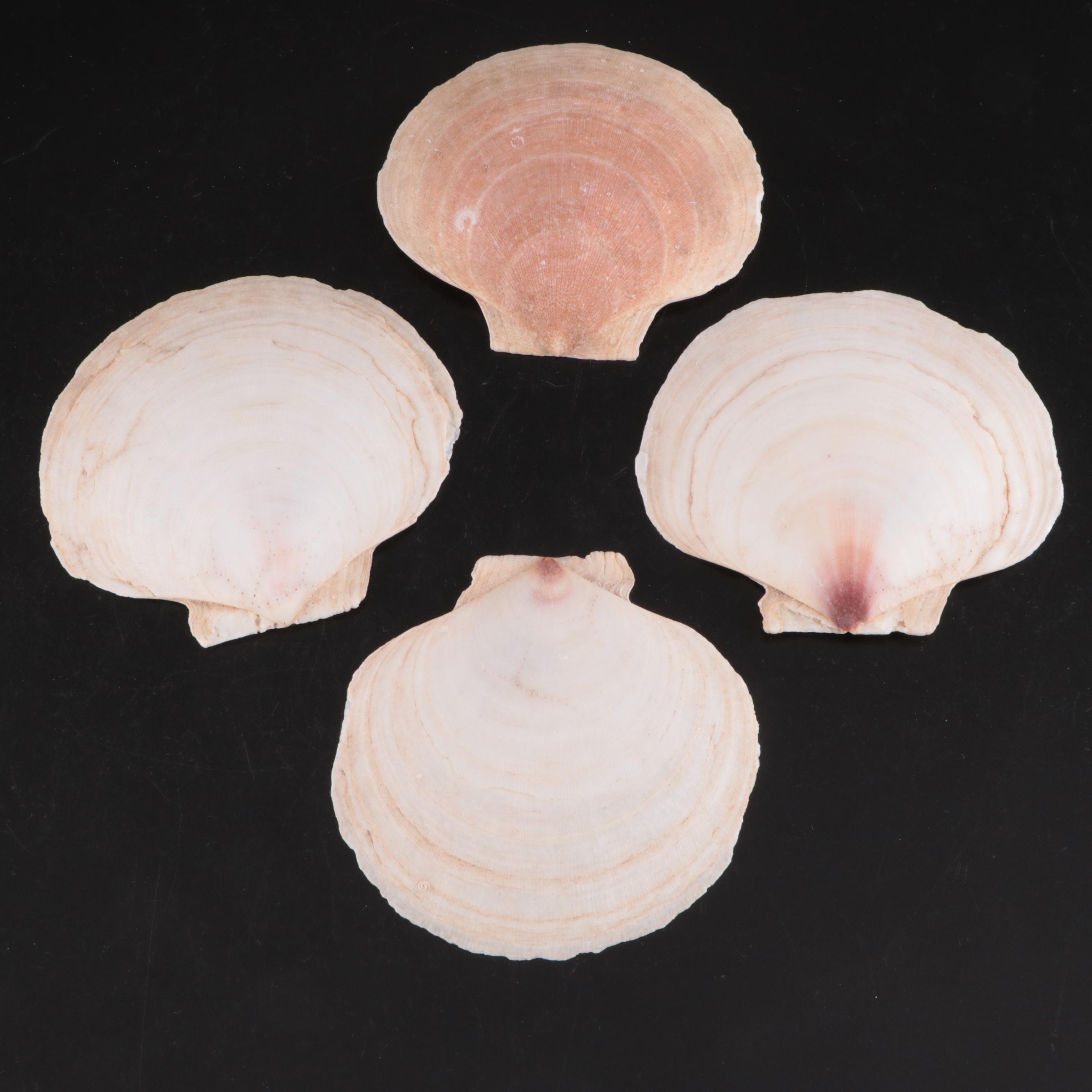 Lightning Whelk, Starfish, Sand Dollars, Turbo and Clam Shells, Fossil ...