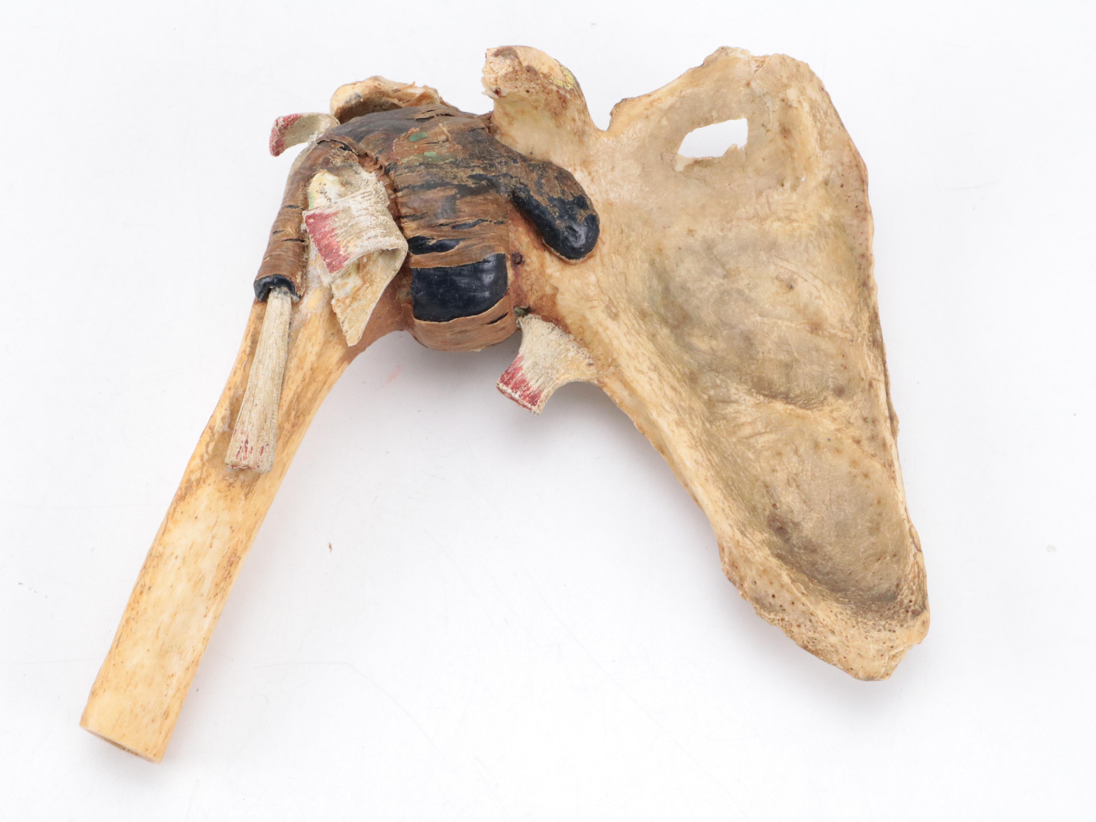 Tulane University Partial Human Skull and French Shoulder Medical ...