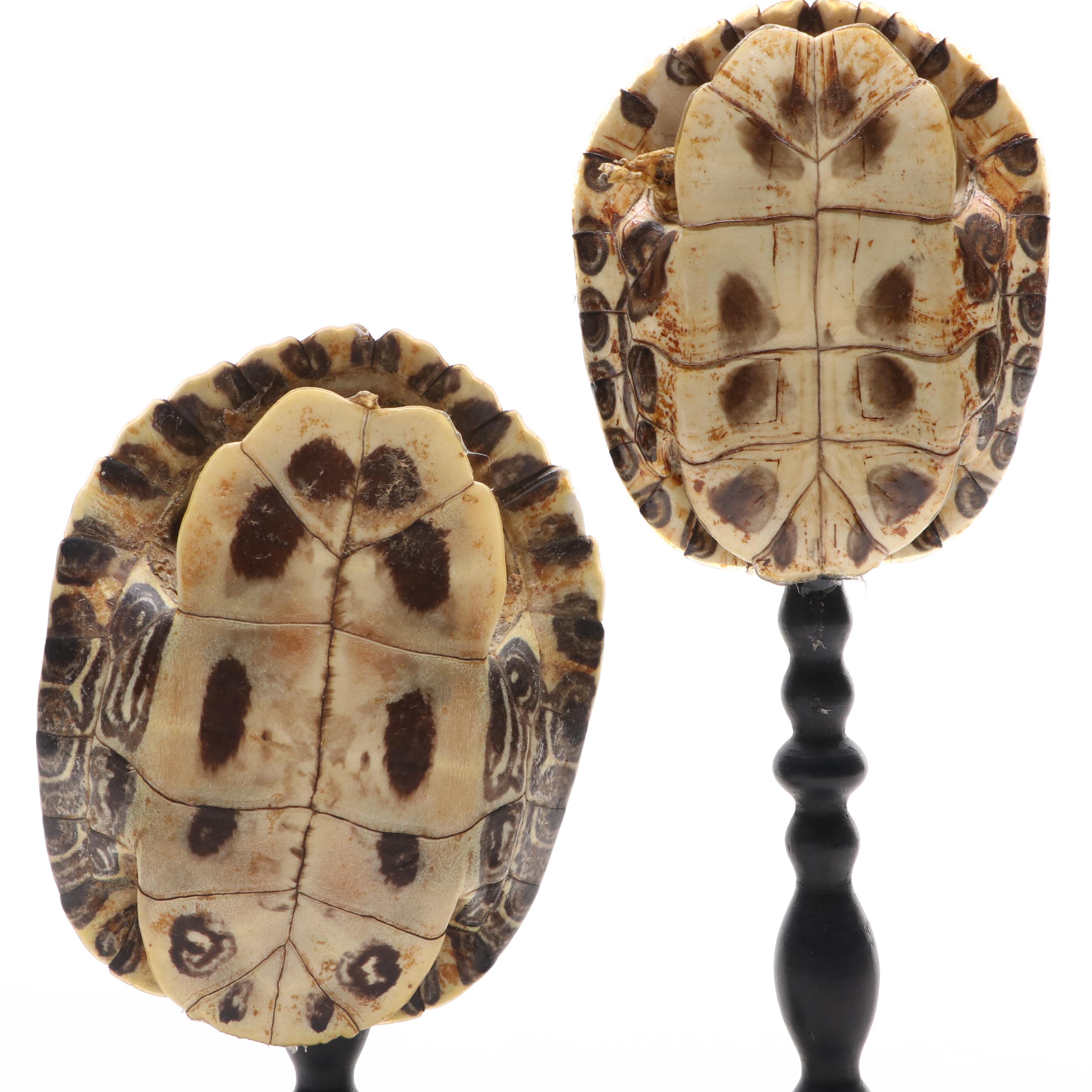 Wood and Slider Turtle Shell Candle Holders | EBTH