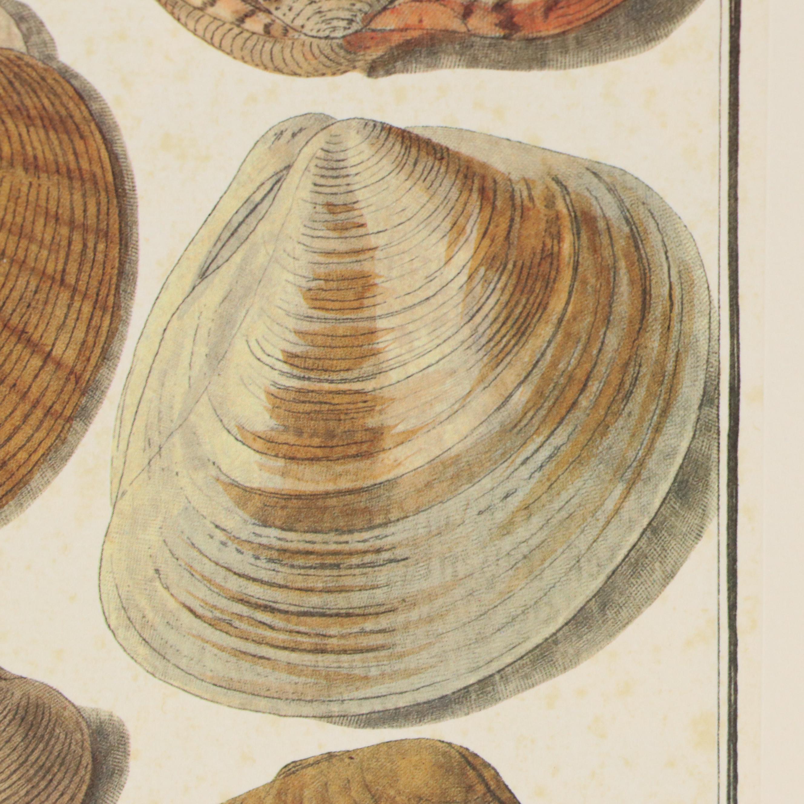 Offset Lithographs of Scientific Illustrations of Shells | EBTH