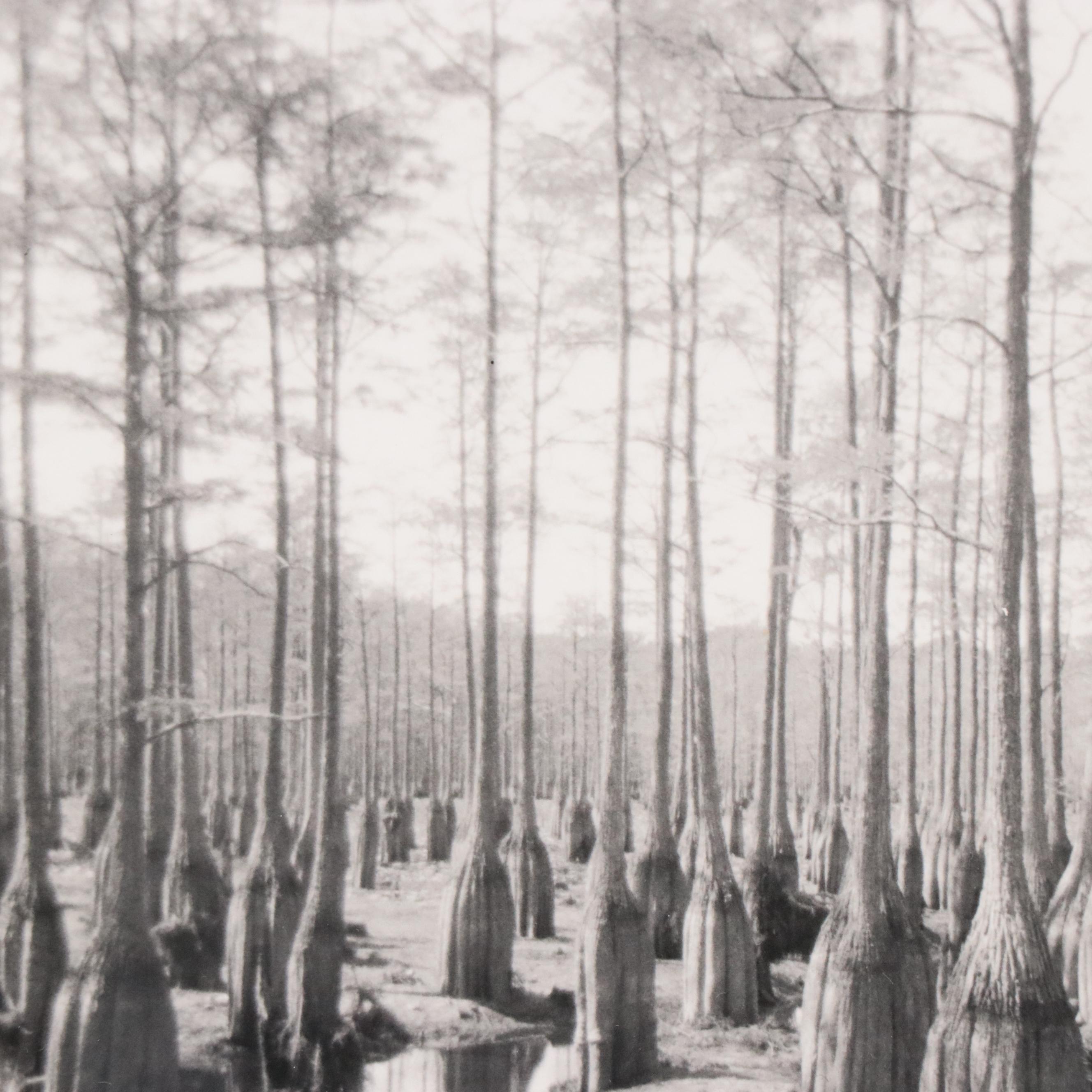 Black and White Photograph of a Landscape with Trees in a Swamp | EBTH