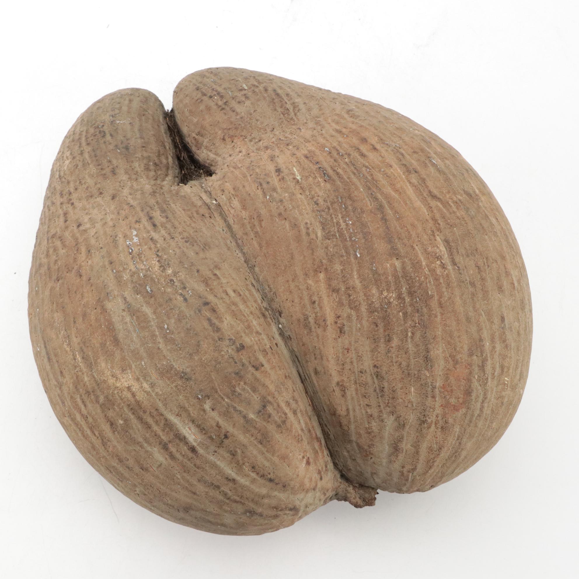 Coco de Mer Coconut Seed Pod | Everything But The House
