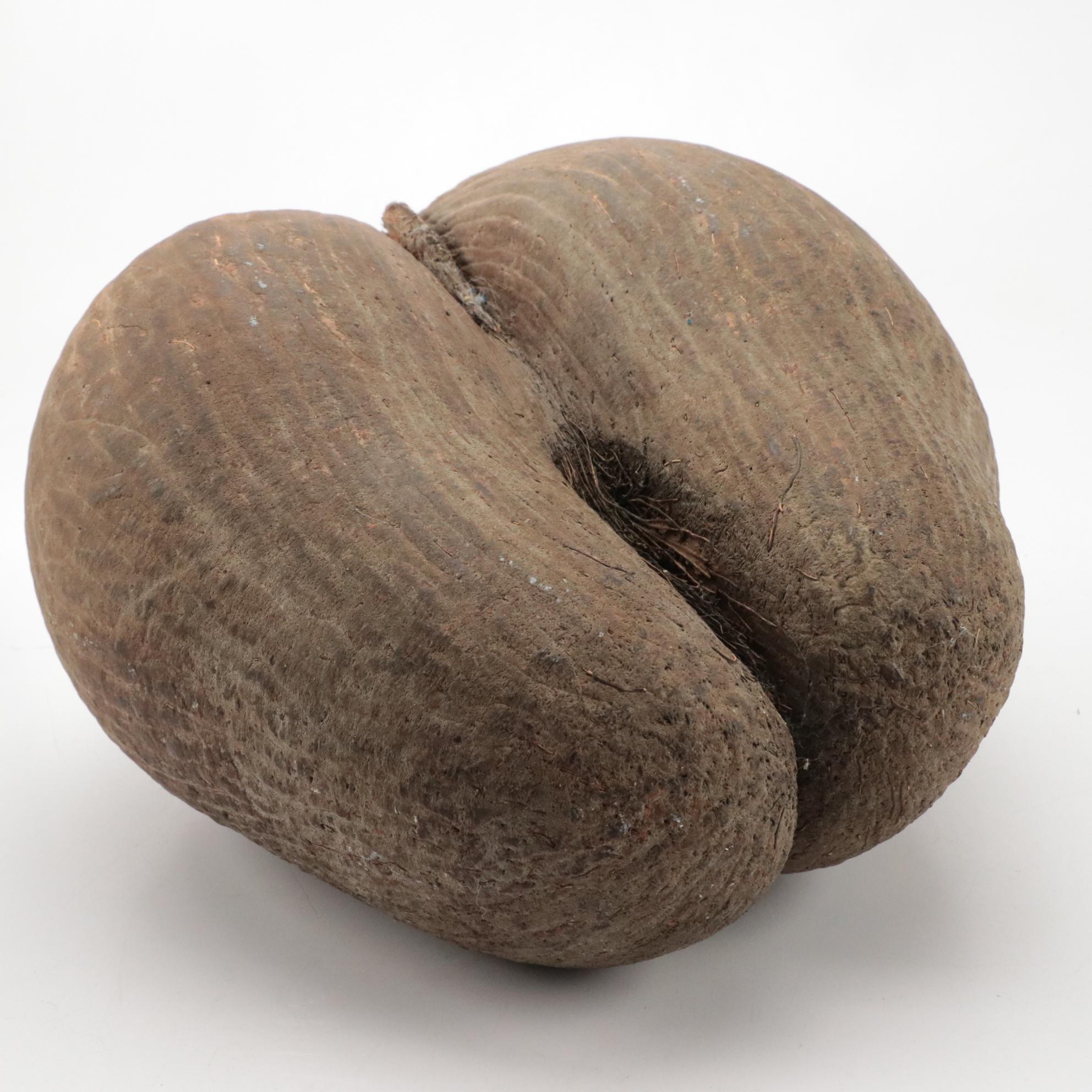 Coco de Mer Coconut Seed Pod | Everything But The House