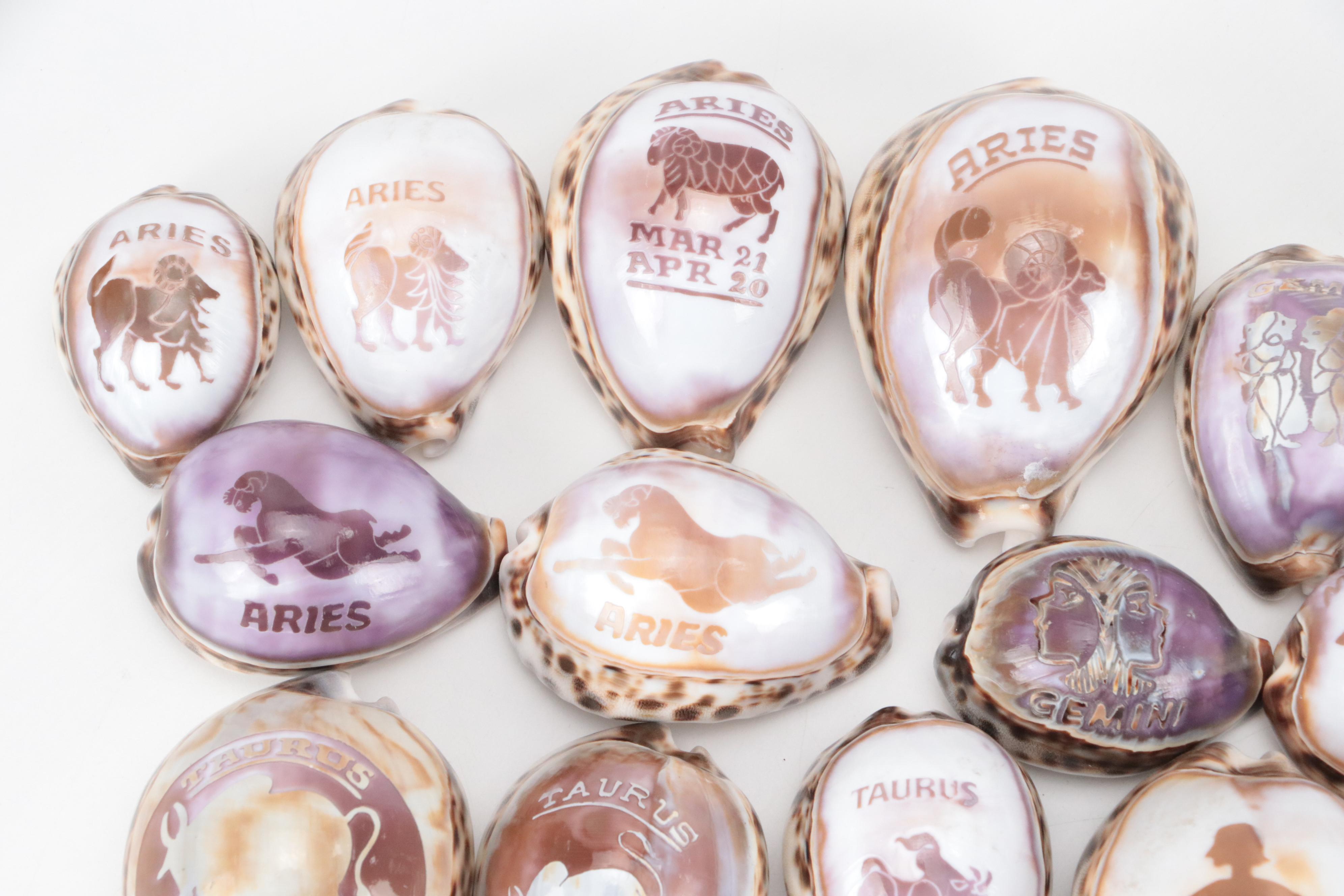 Zodiac Carved Tiger Cowrie Shells | EBTH
