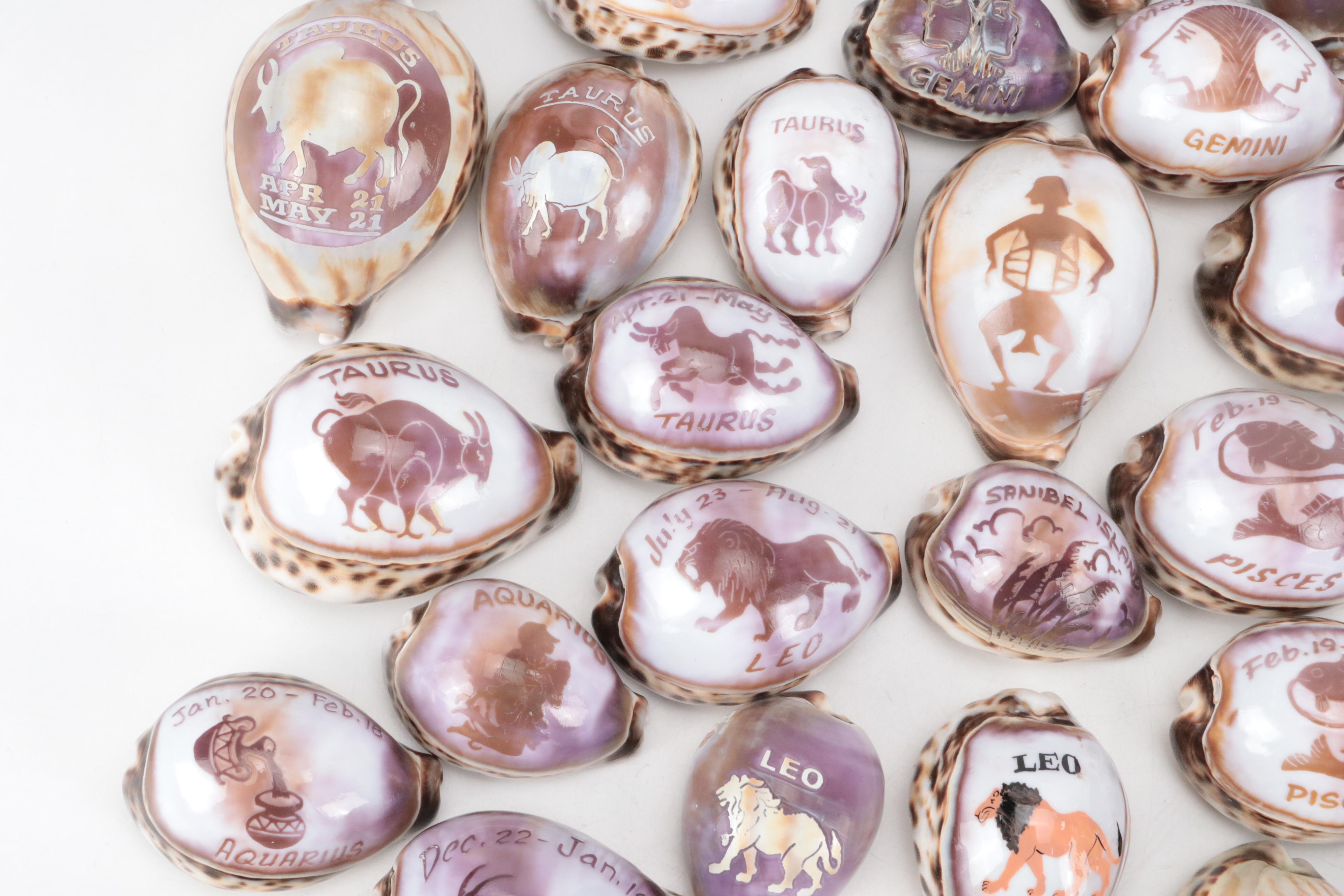 Zodiac Carved Tiger Cowrie Shells | EBTH