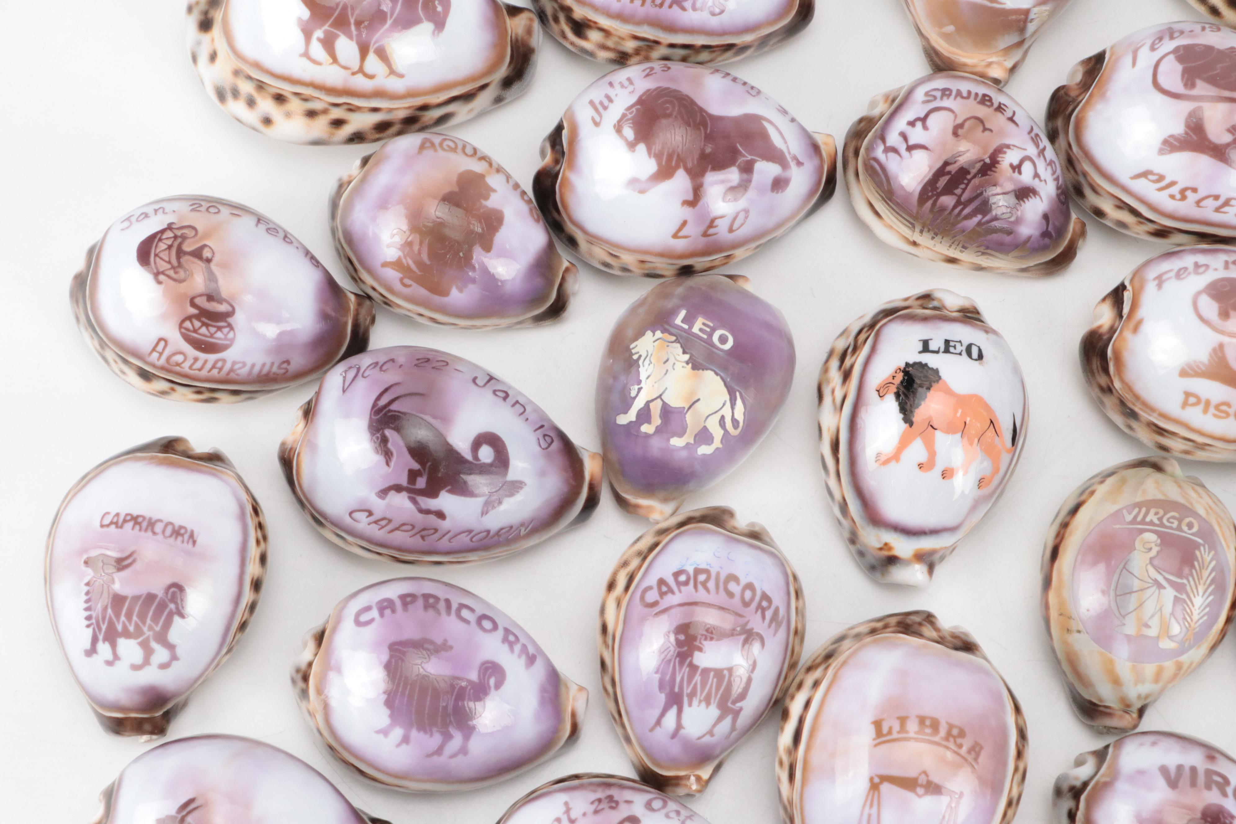 Zodiac Carved Tiger Cowrie Shells | EBTH