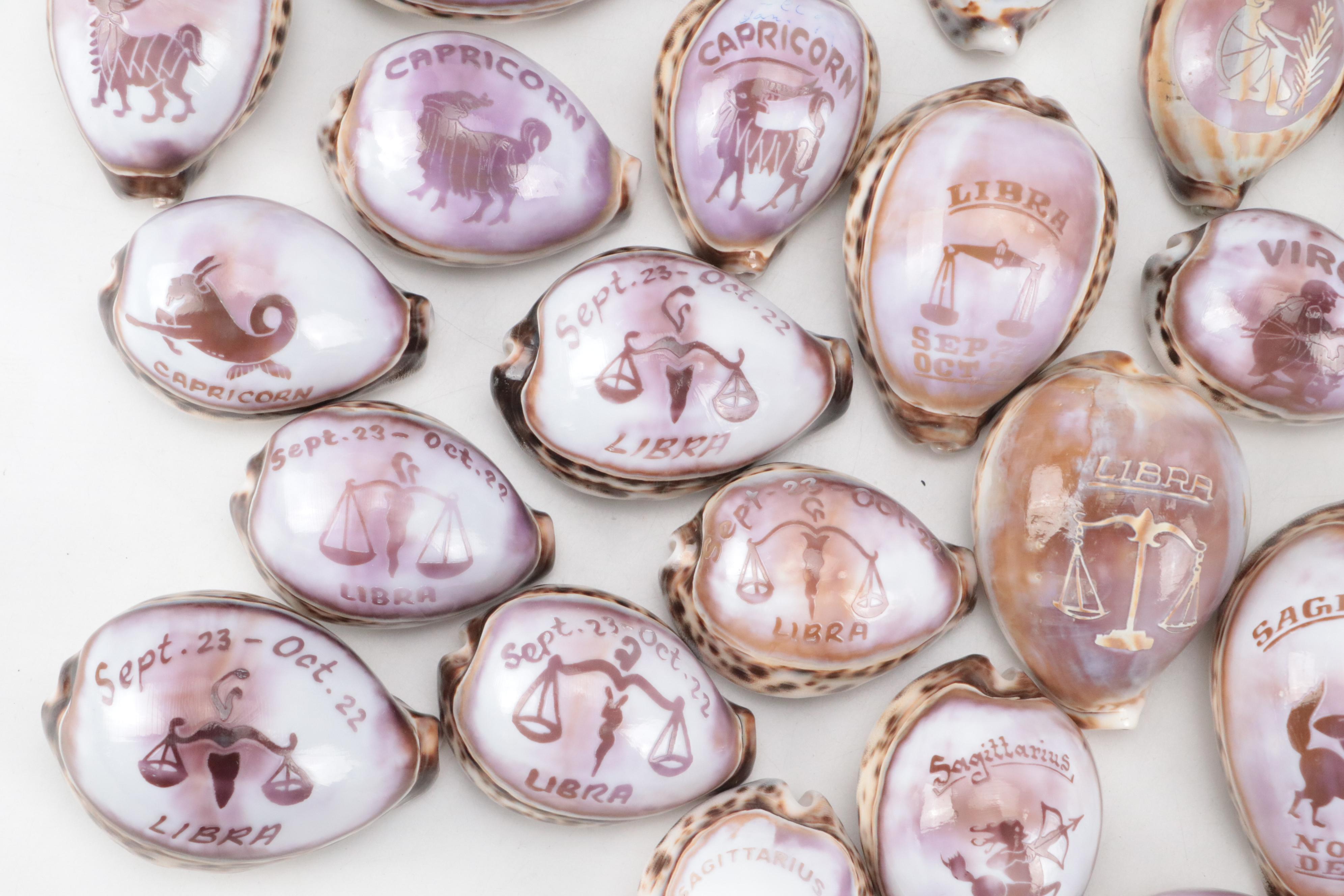 Zodiac Carved Tiger Cowrie Shells | EBTH