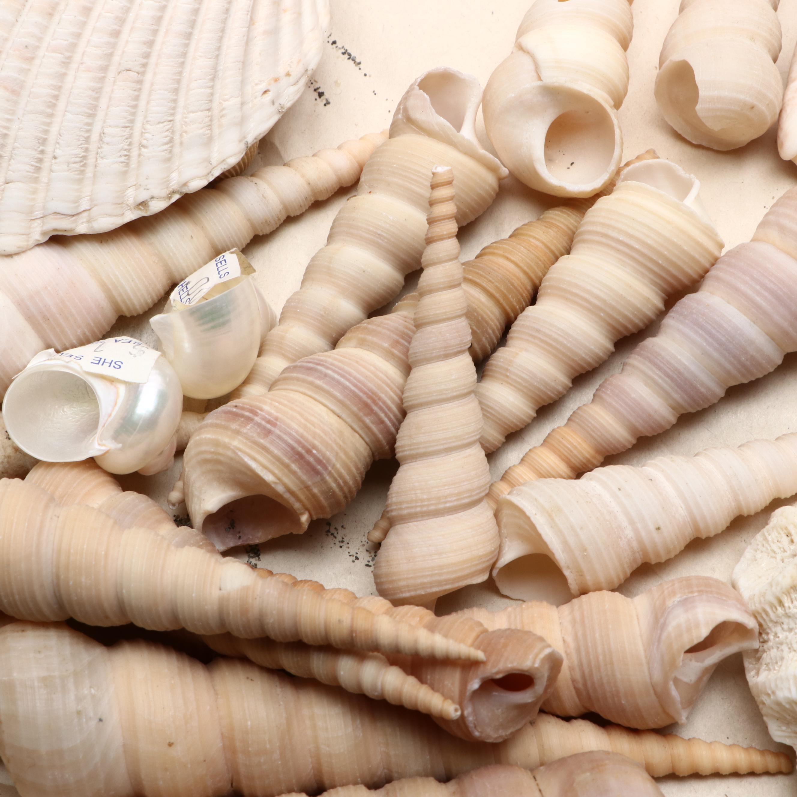 Turritellas, Black Clams, Cones, Fossil Coral Fragments with More ...