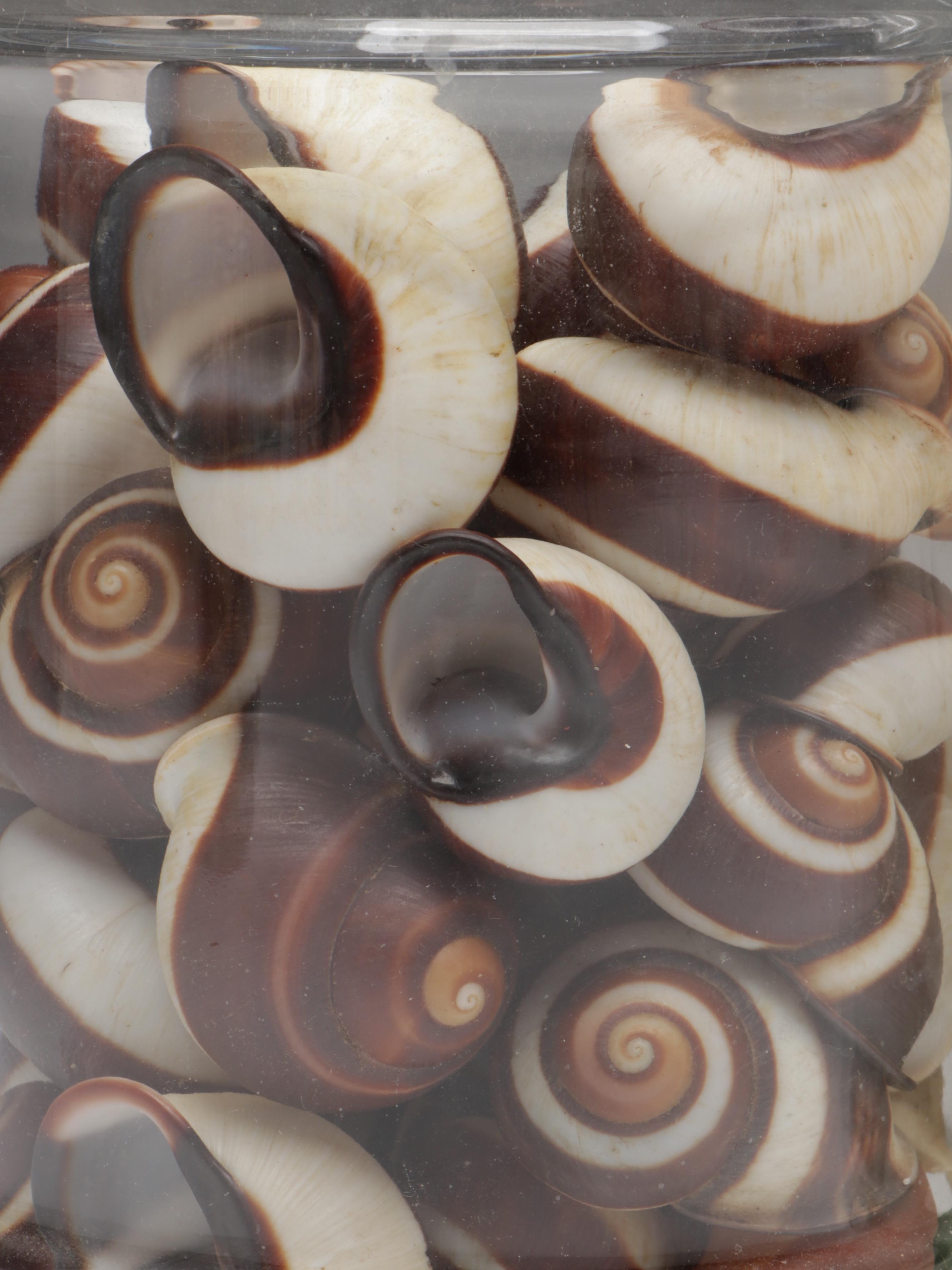 Spiral Babylon, Cowrie and Other Shells in Glass Candy Jars ...