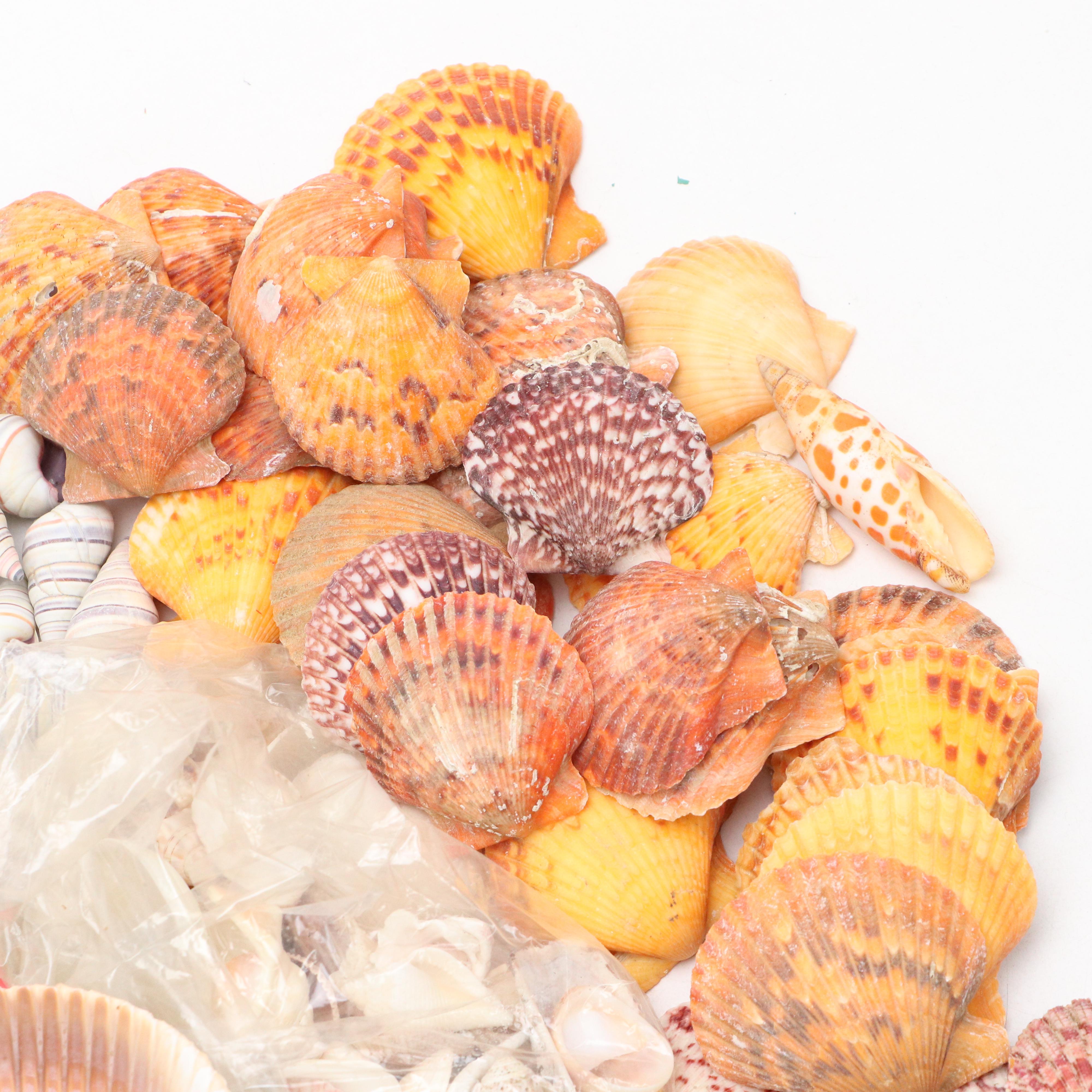 "The Collector's Encyclopedia of Shells" with Clam, Snail, Cowrie ...