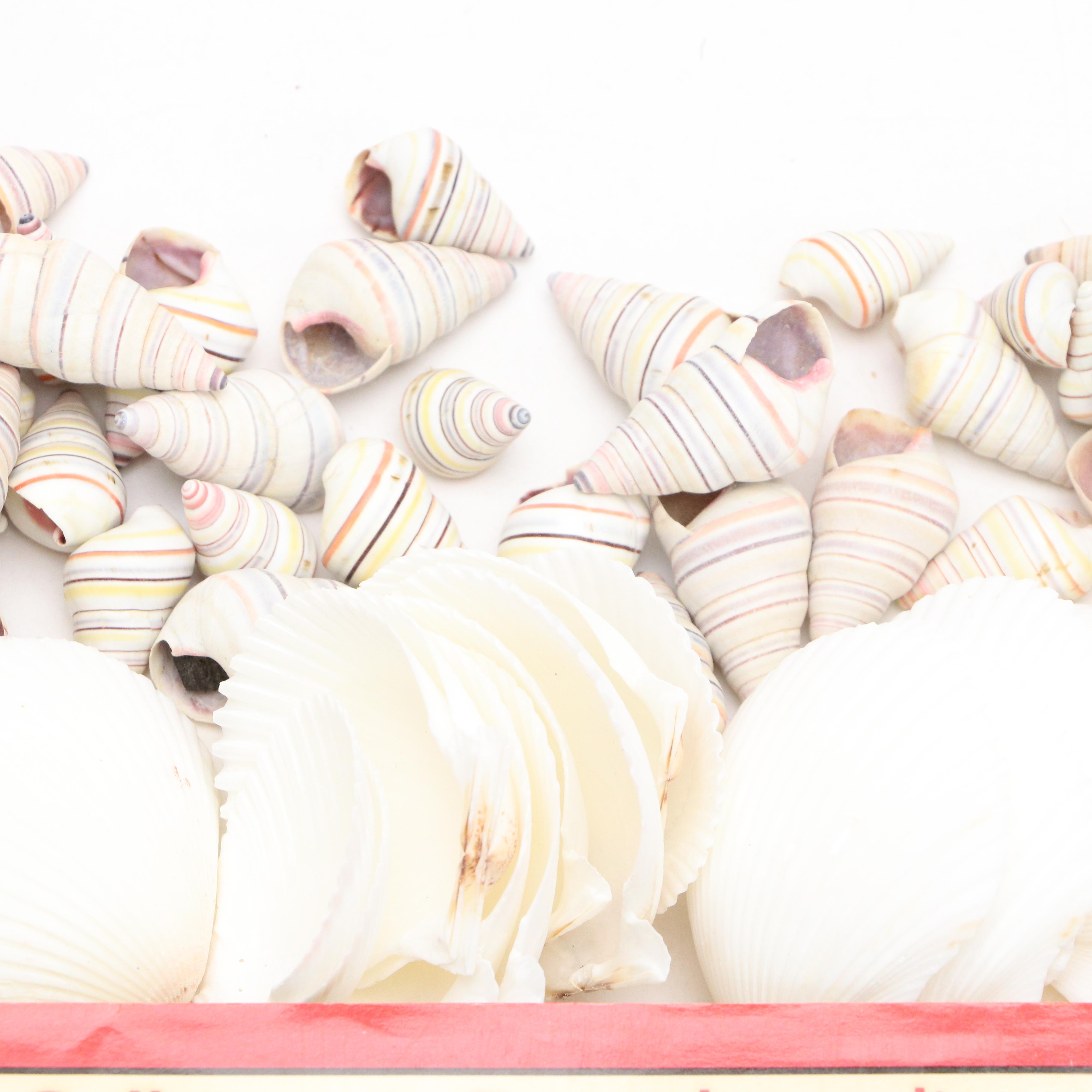 "The Collector's Encyclopedia of Shells" with Clam, Snail, Cowrie ...