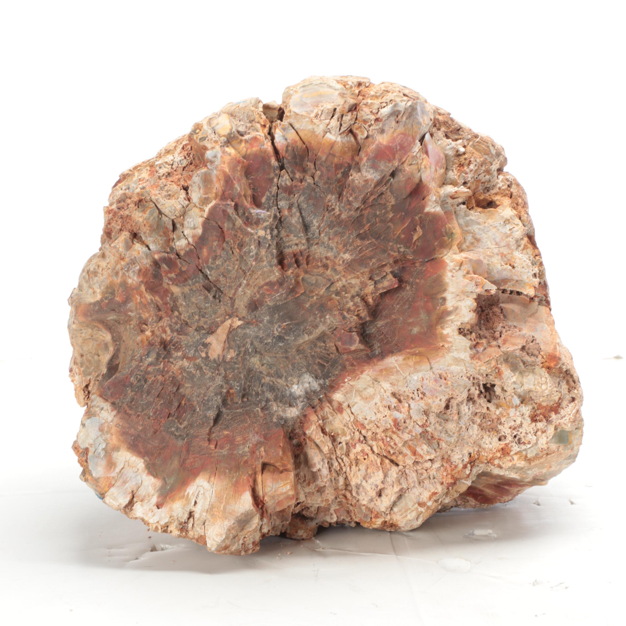 Agatized Petrified Wood Specimen | EBTH