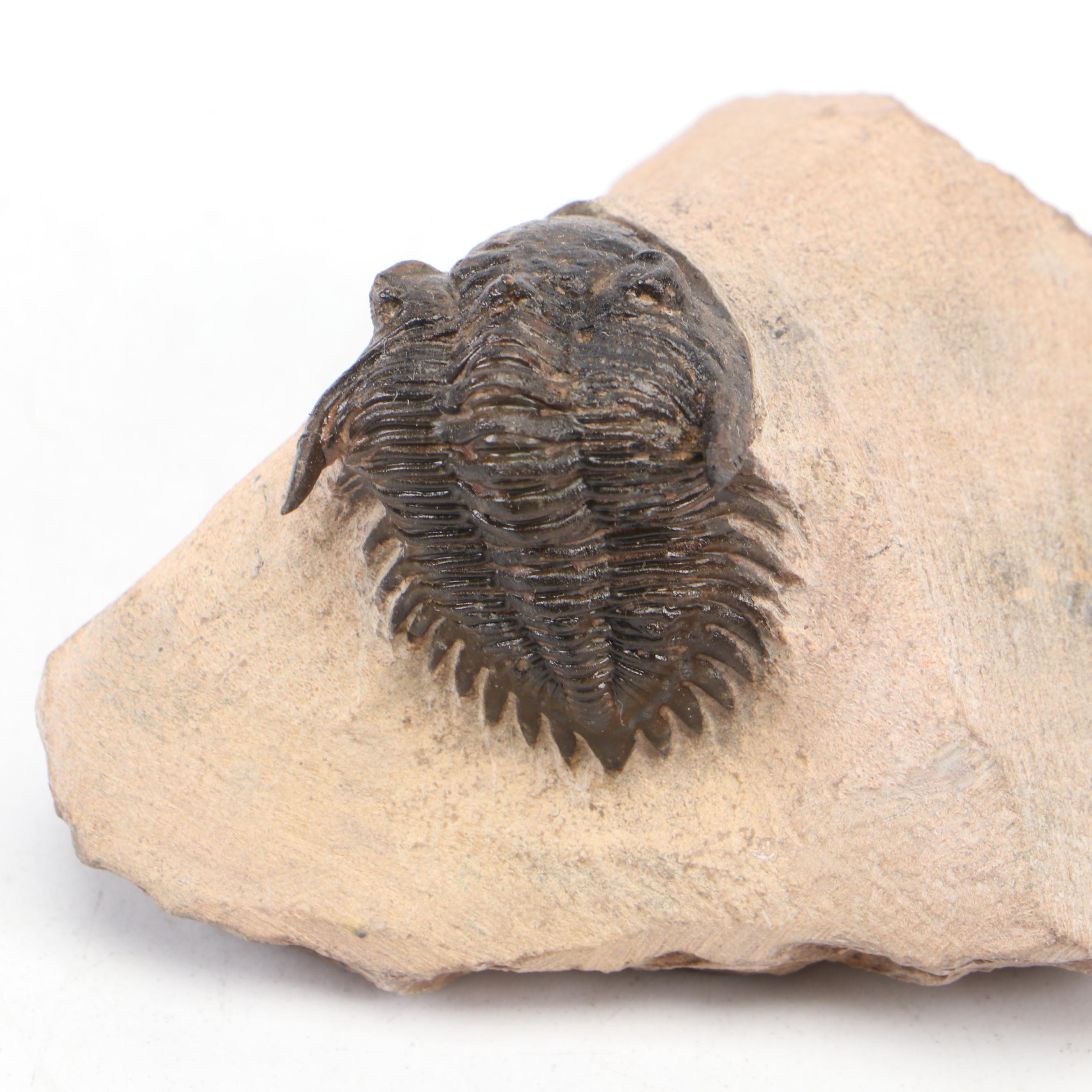 Trilobite Specimens With Matrix | EBTH