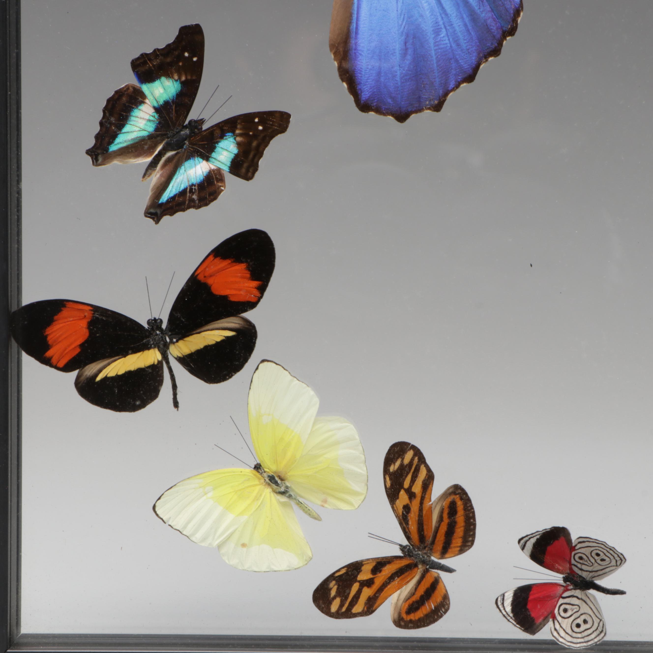 Taxidermy Giant Blue Morpho, Shaded Blue Leafwing, Other Butterflies in ...