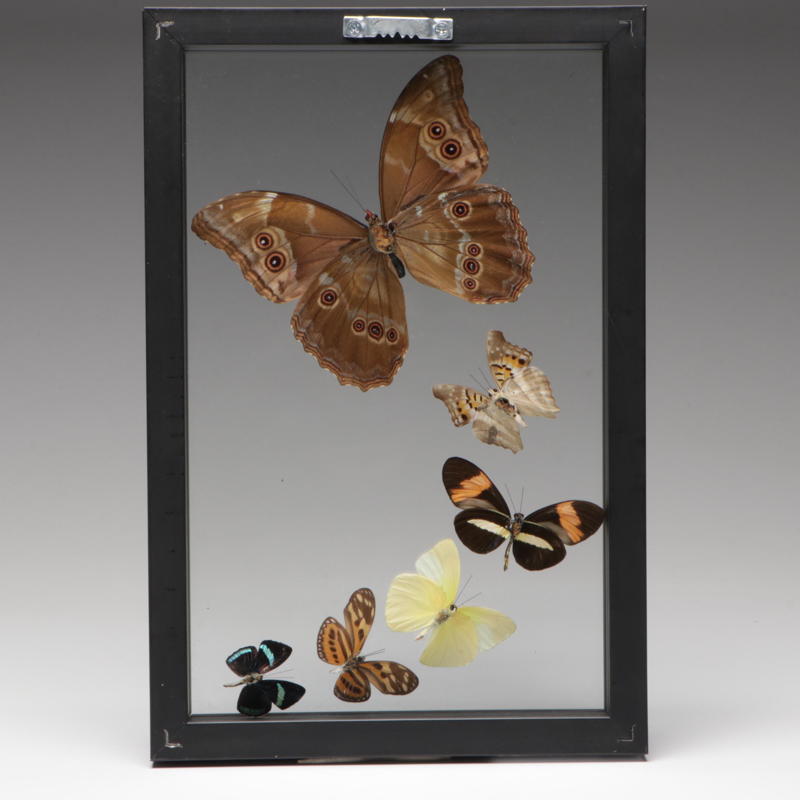 Taxidermy Giant Blue Morpho, Shaded Blue Leafwing, Other Butterflies in ...