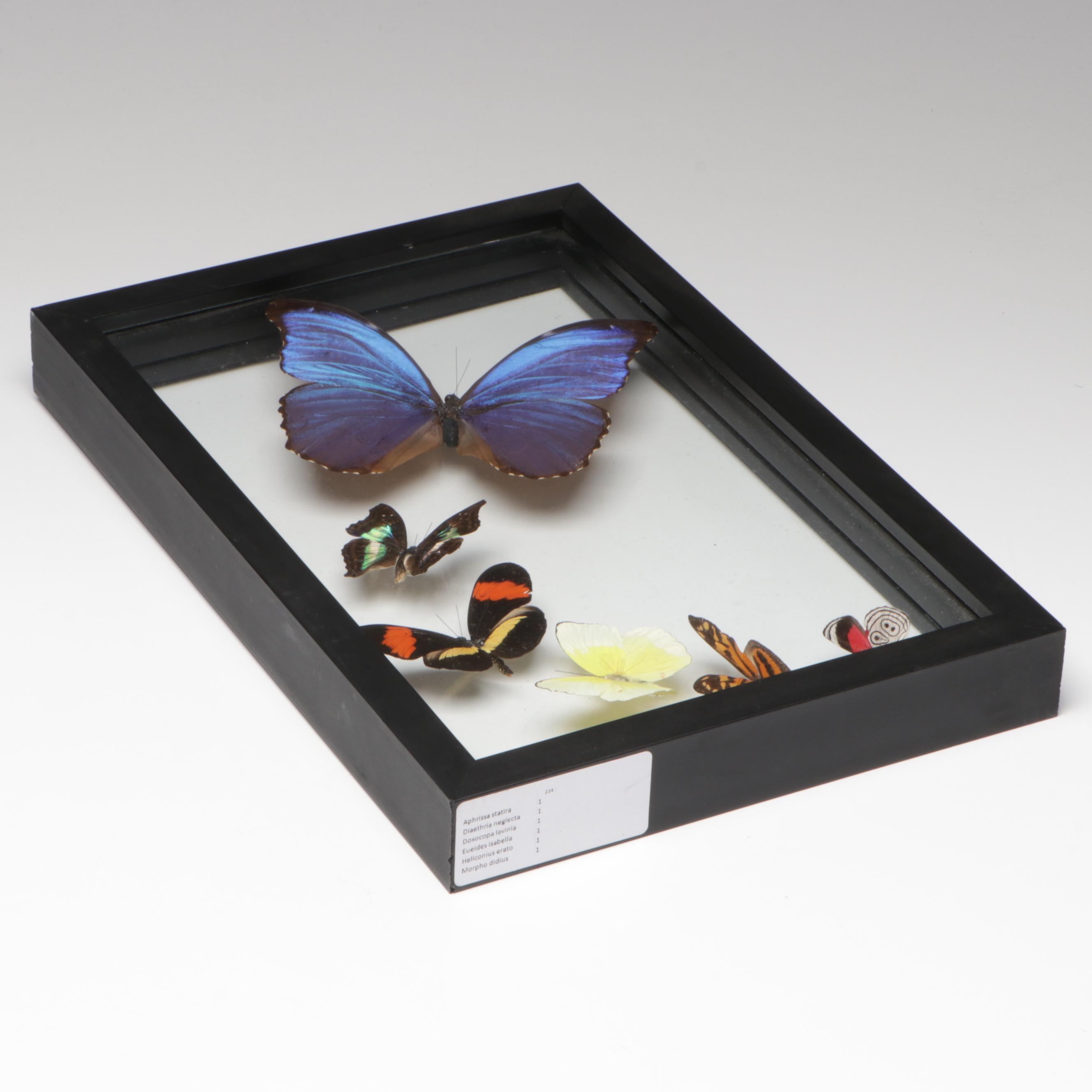 Taxidermy Giant Blue Morpho, Shaded Blue Leafwing, Other Butterflies in ...