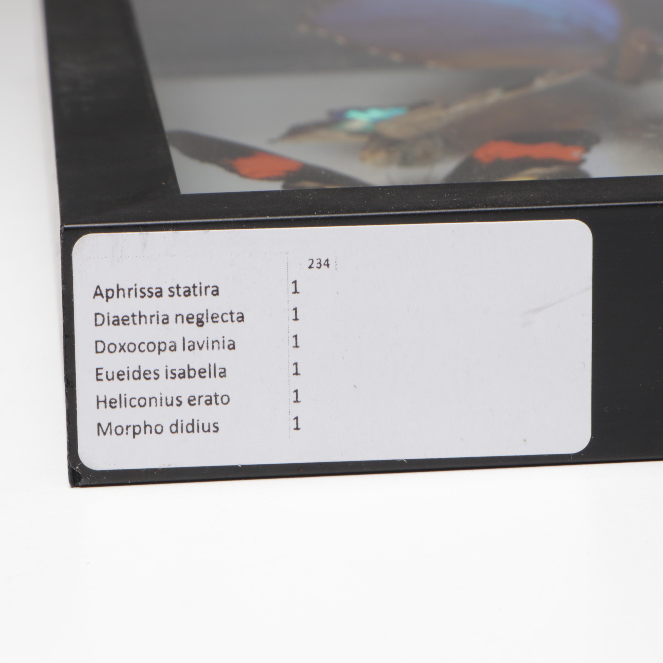 Taxidermy Giant Blue Morpho, Shaded Blue Leafwing, Other Butterflies in ...