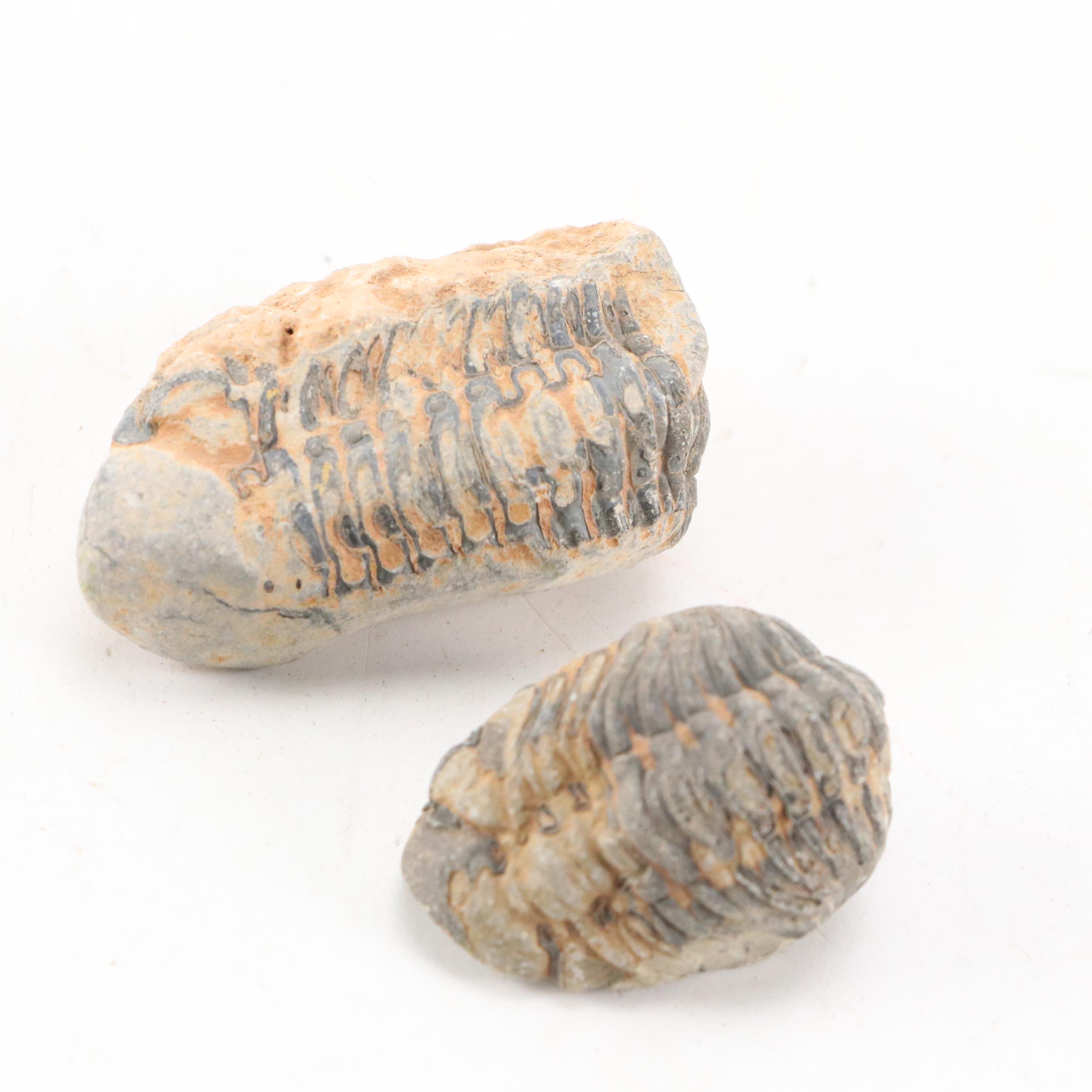 Trilobite Specimens | EBTH