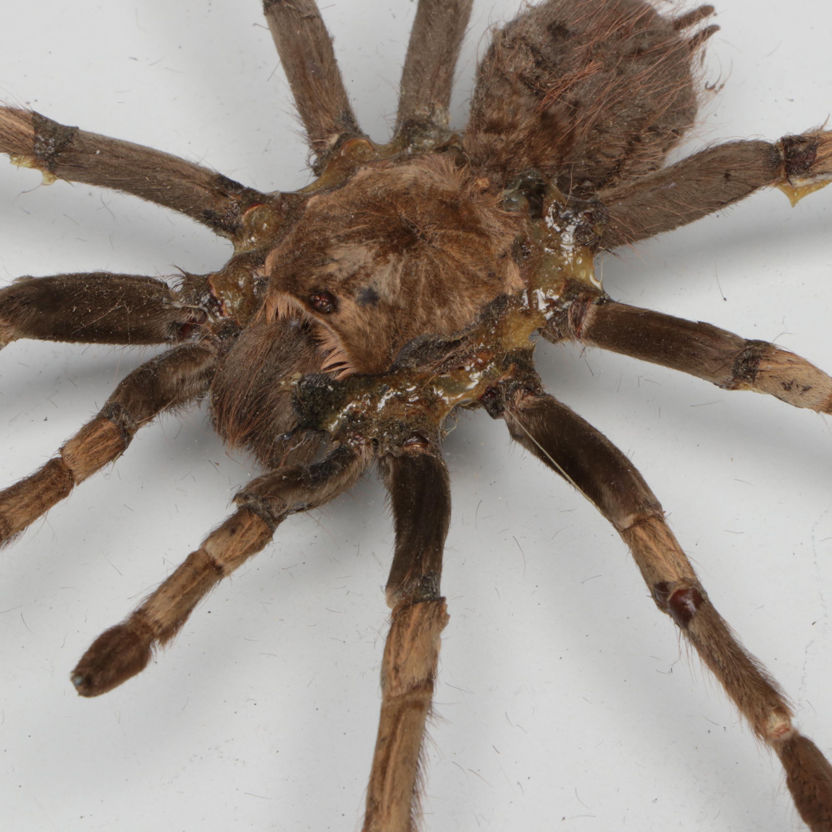 Taxidermy Peruvian Orange Stripe Tarantula Full Body Specimen in Frame ...