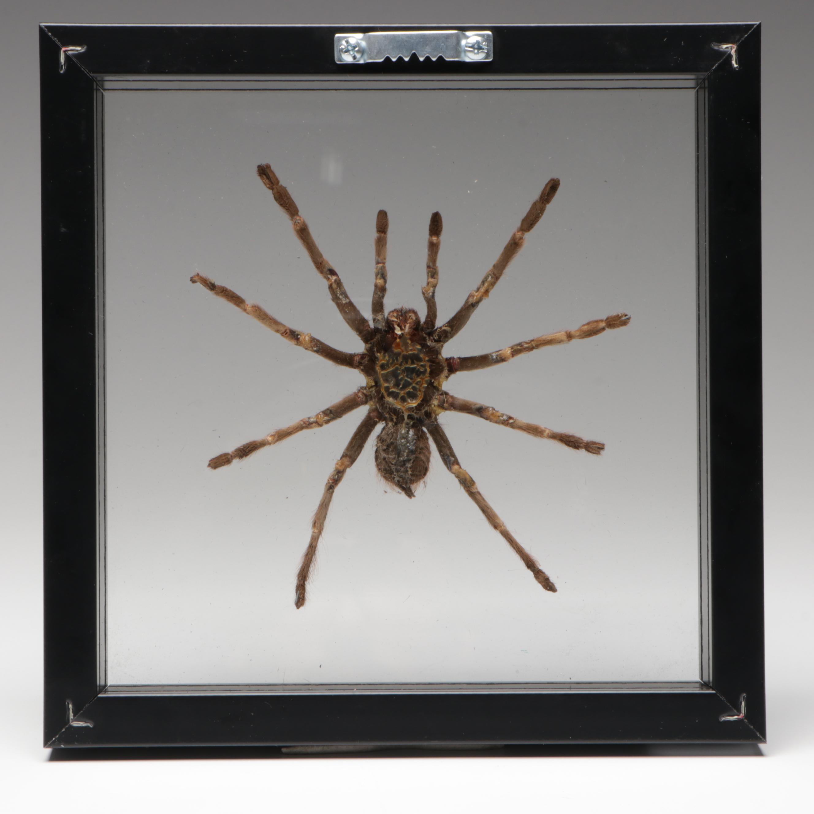 Taxidermy Peruvian Orange Stripe Tarantula Full Body Specimen in Frame ...