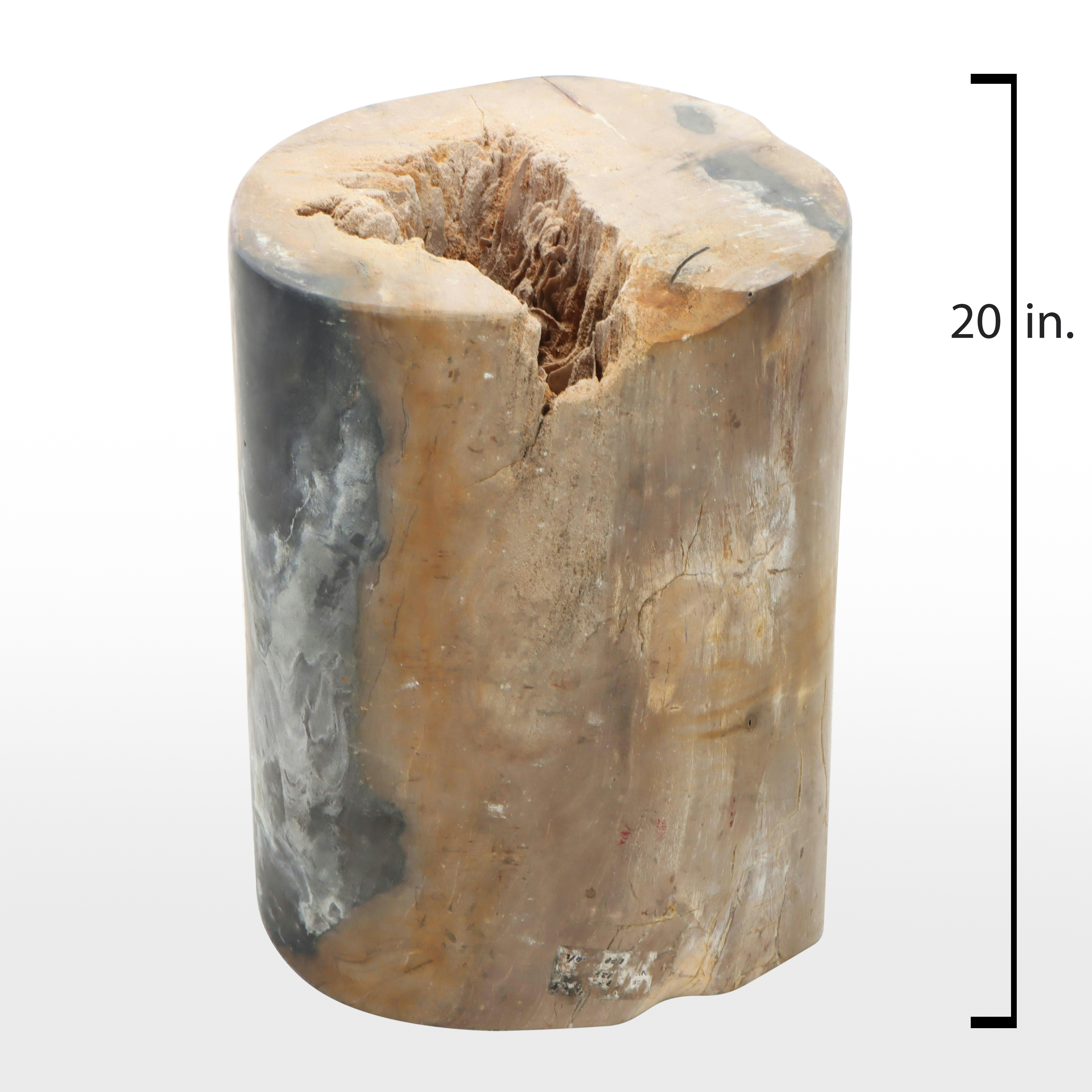 Tall Petrified Wood Specimen | EBTH