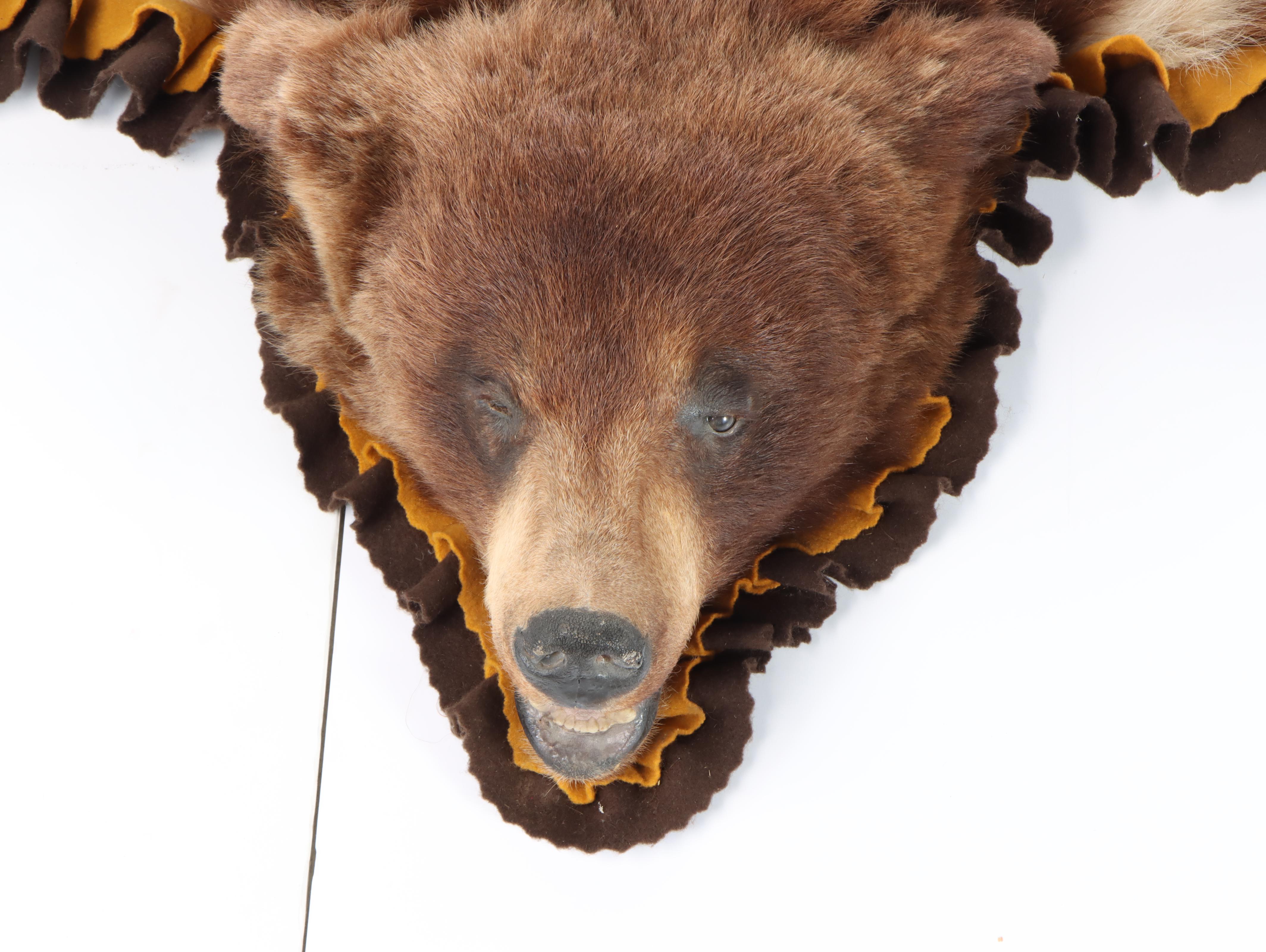 Taxidermy Brown Morph Black Bear Full Body Rug | Everything But The House