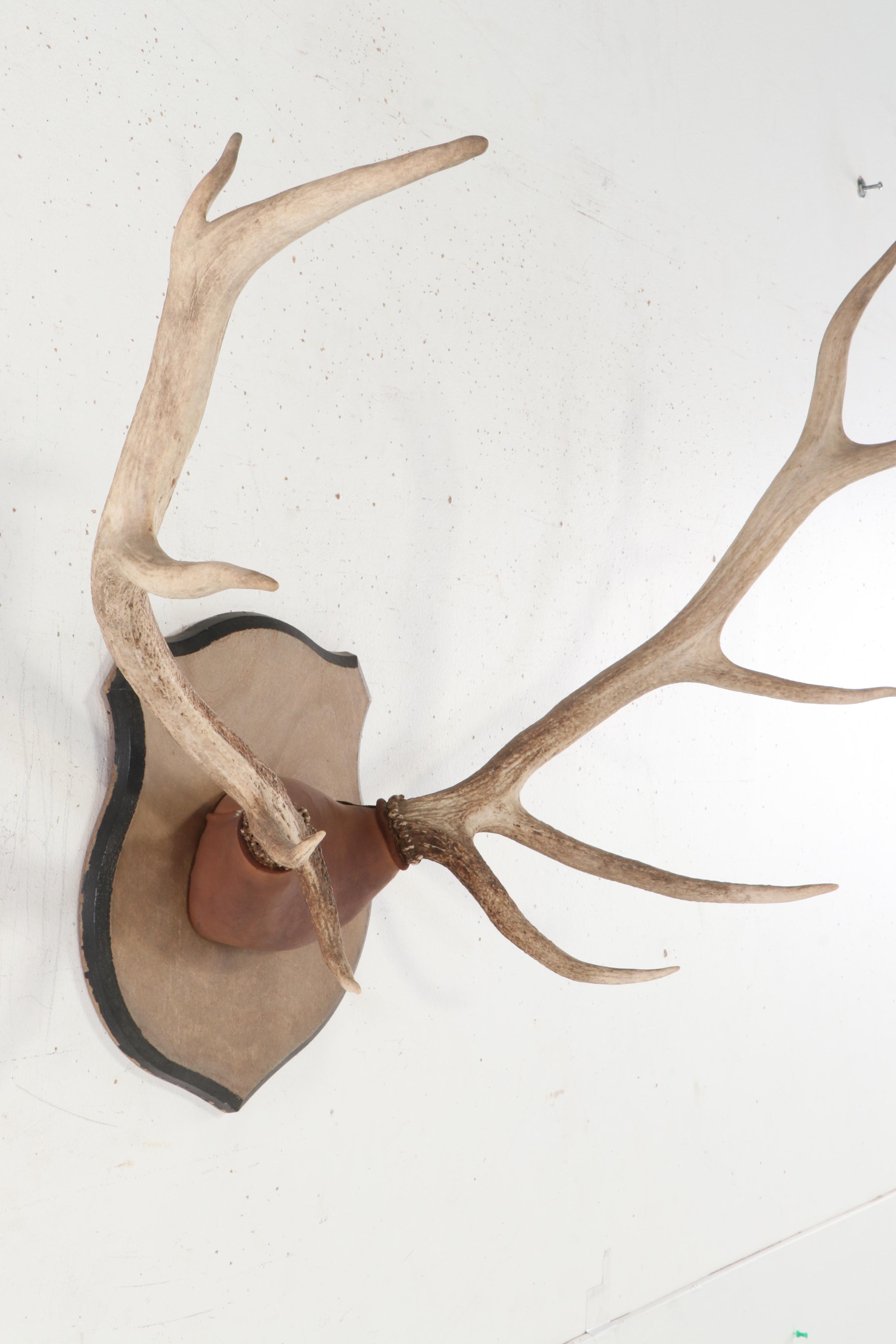 Taxidermy Elk Antlers Mounted on Wooden Shield Plaque | EBTH