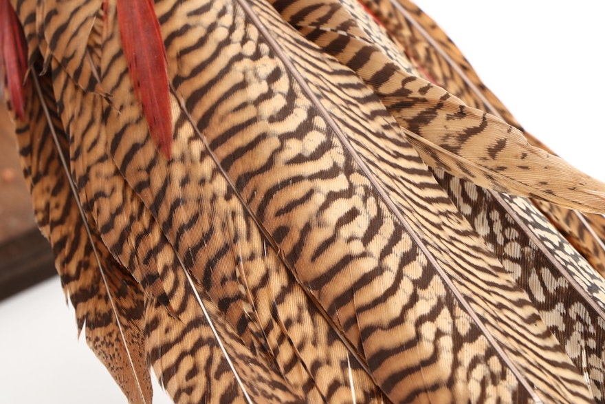 Taxidermy Golden Pheasant Full Body Mount Ebth