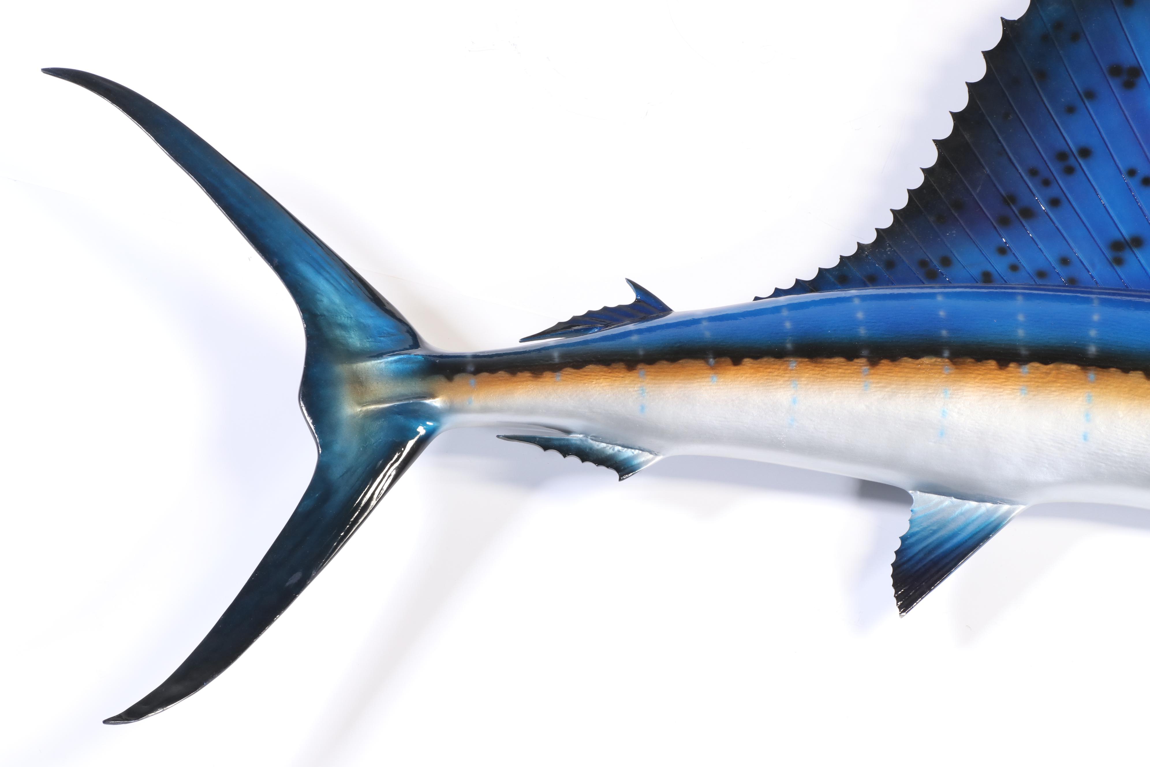 Taxidermy Atlantic Sailfish Fiberglass Replica | EBTH
