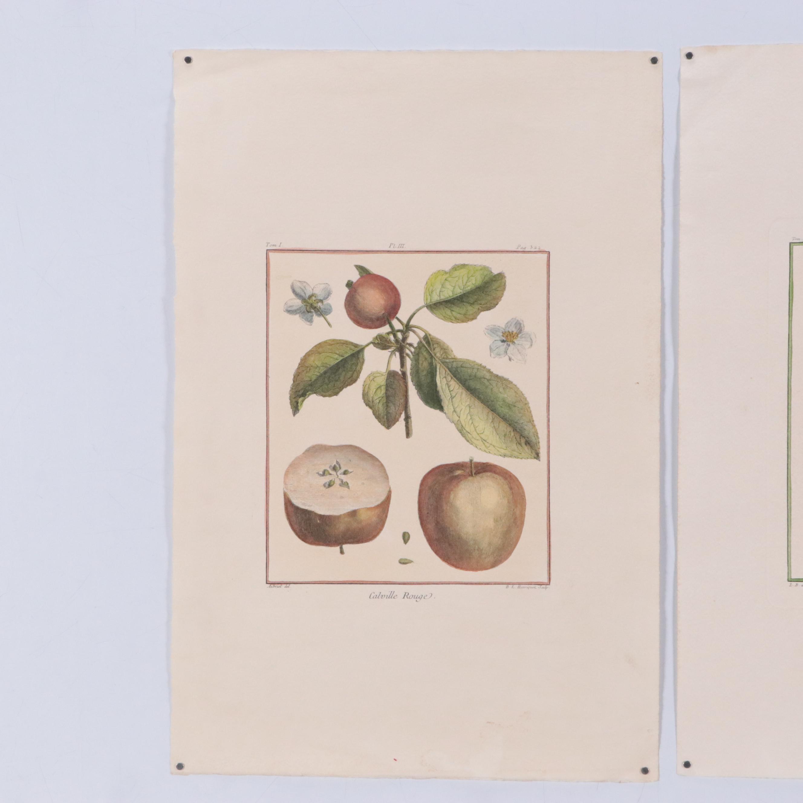 Botanical Hand-Colored Lithographs | EBTH
