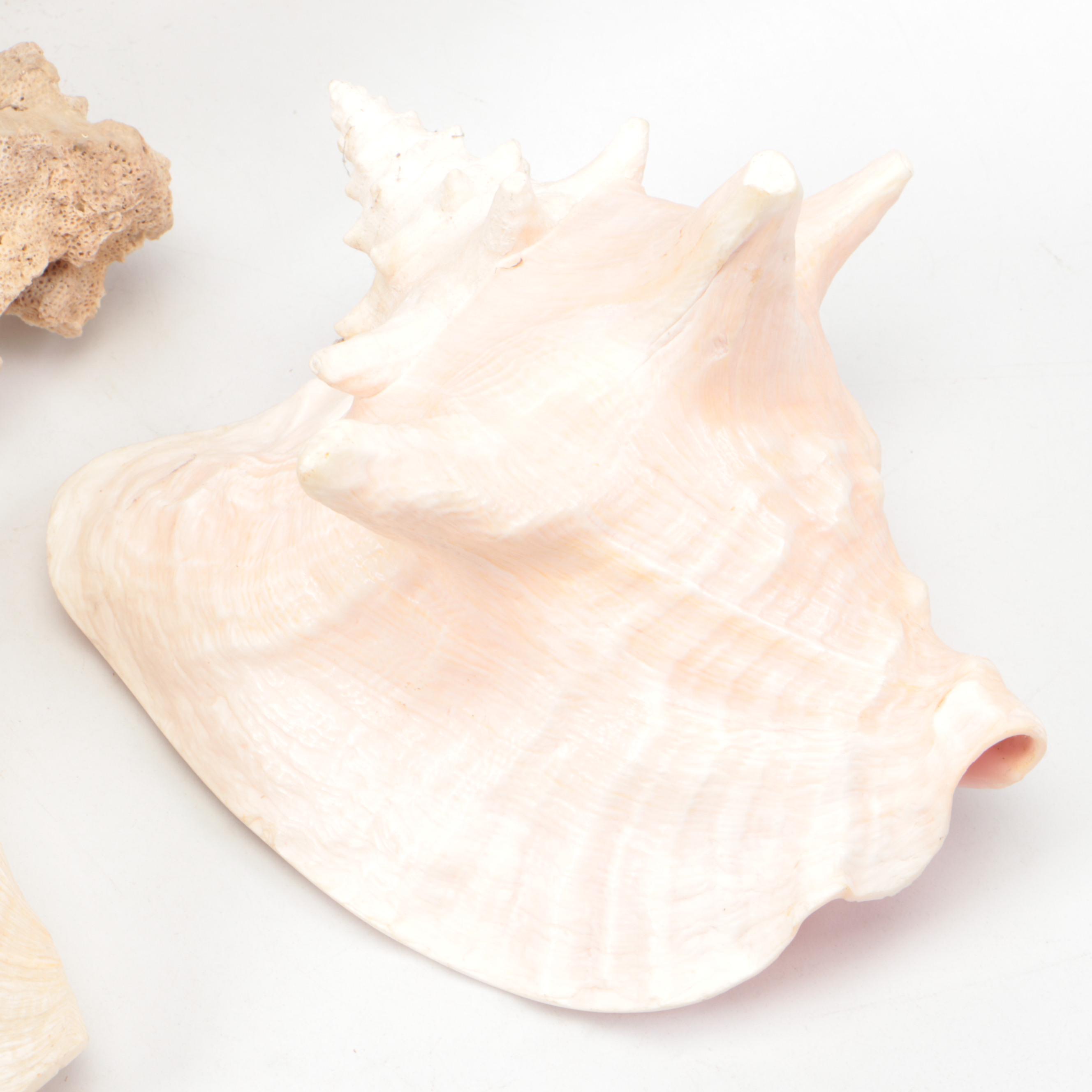 Spider Conch, Queen Conch, Blue Coral, Black Murex, Turbans, Ruffled ...