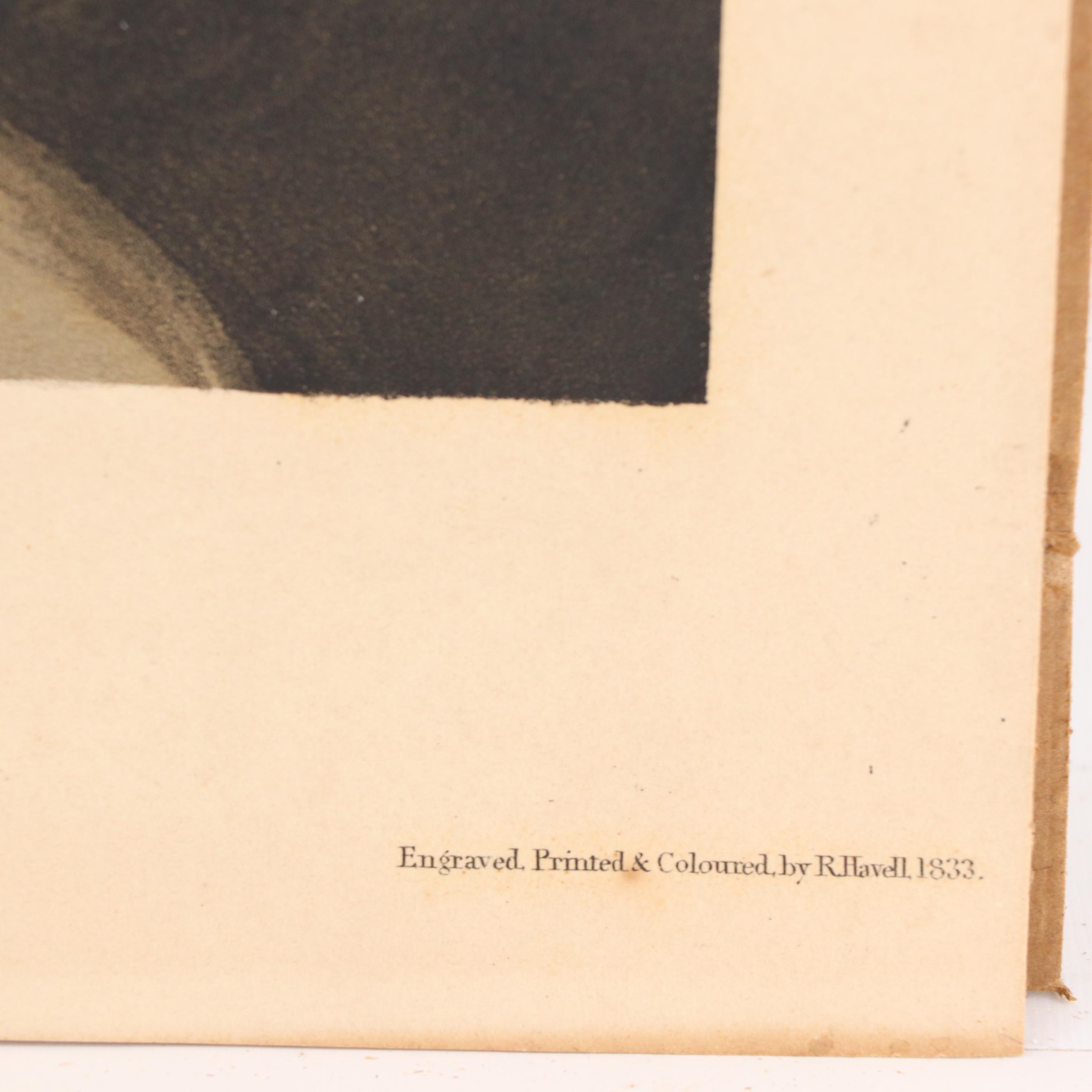 John James Audubon Elephant Folio Havell Edition Engraving "Barn Owl ...