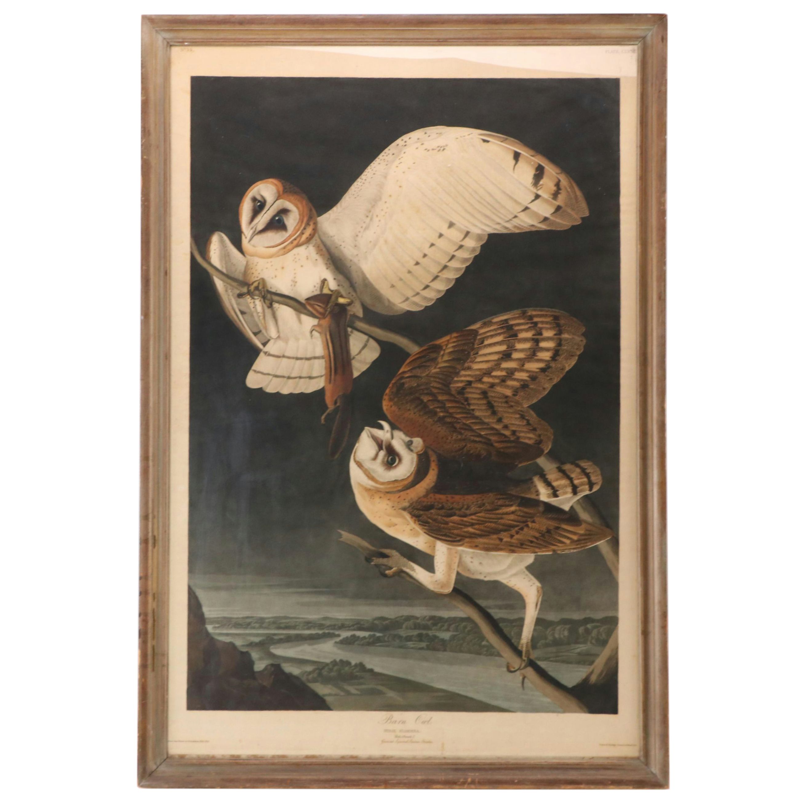 John James Audubon Elephant Folio Havell Edition Engraving "Barn Owl ...