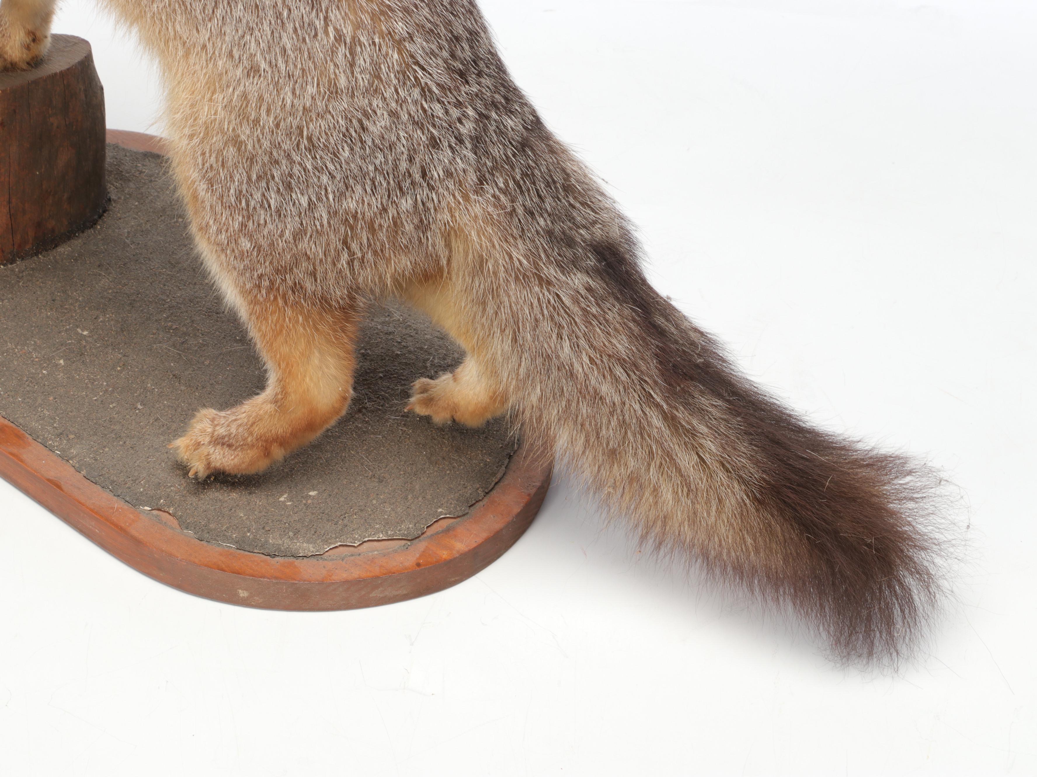 Taxidermy Grey Fox Full Body Mount on Stand | Everything But The House