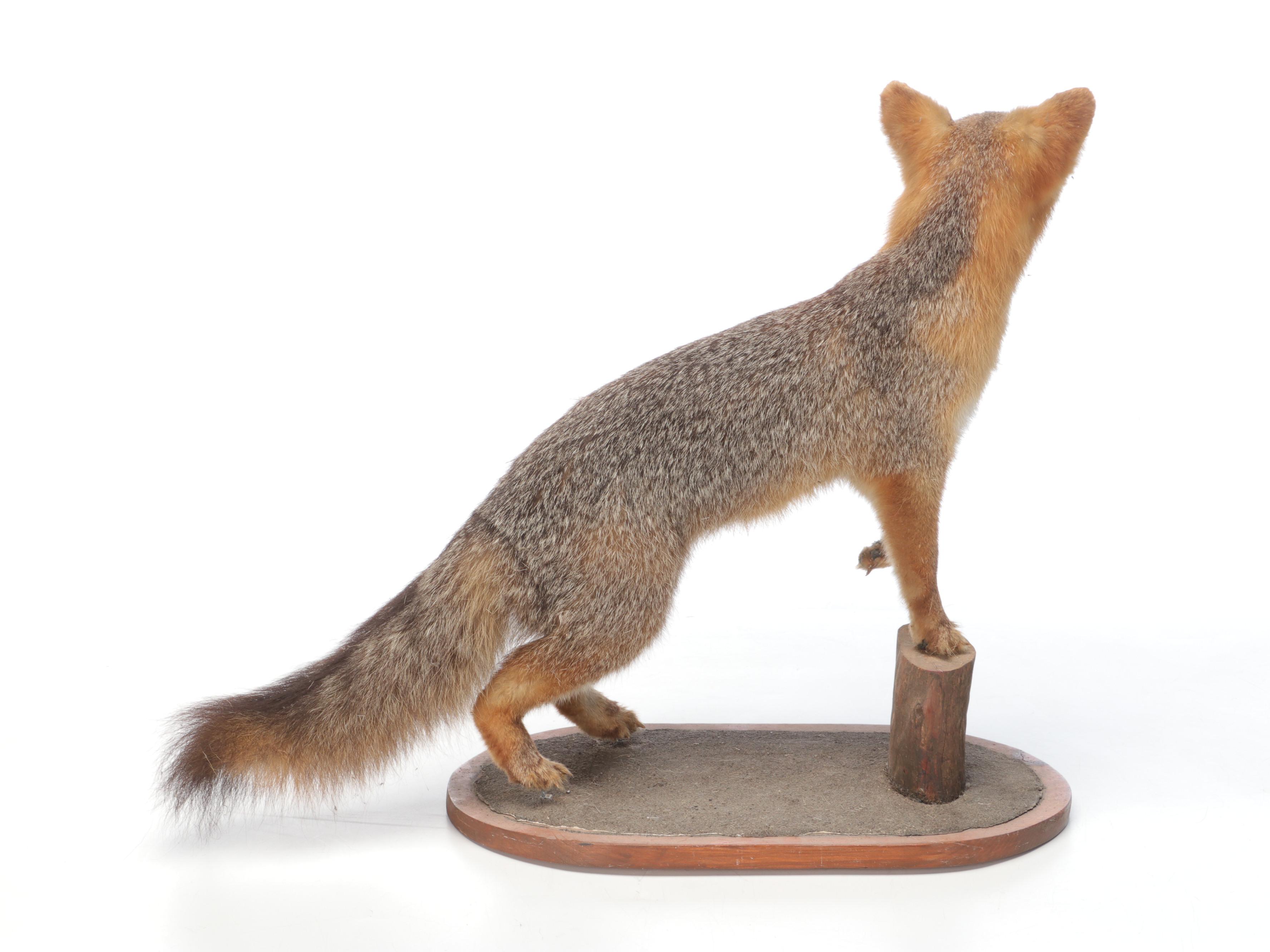 Taxidermy Grey Fox Full Body Mount on Stand | Everything But The House