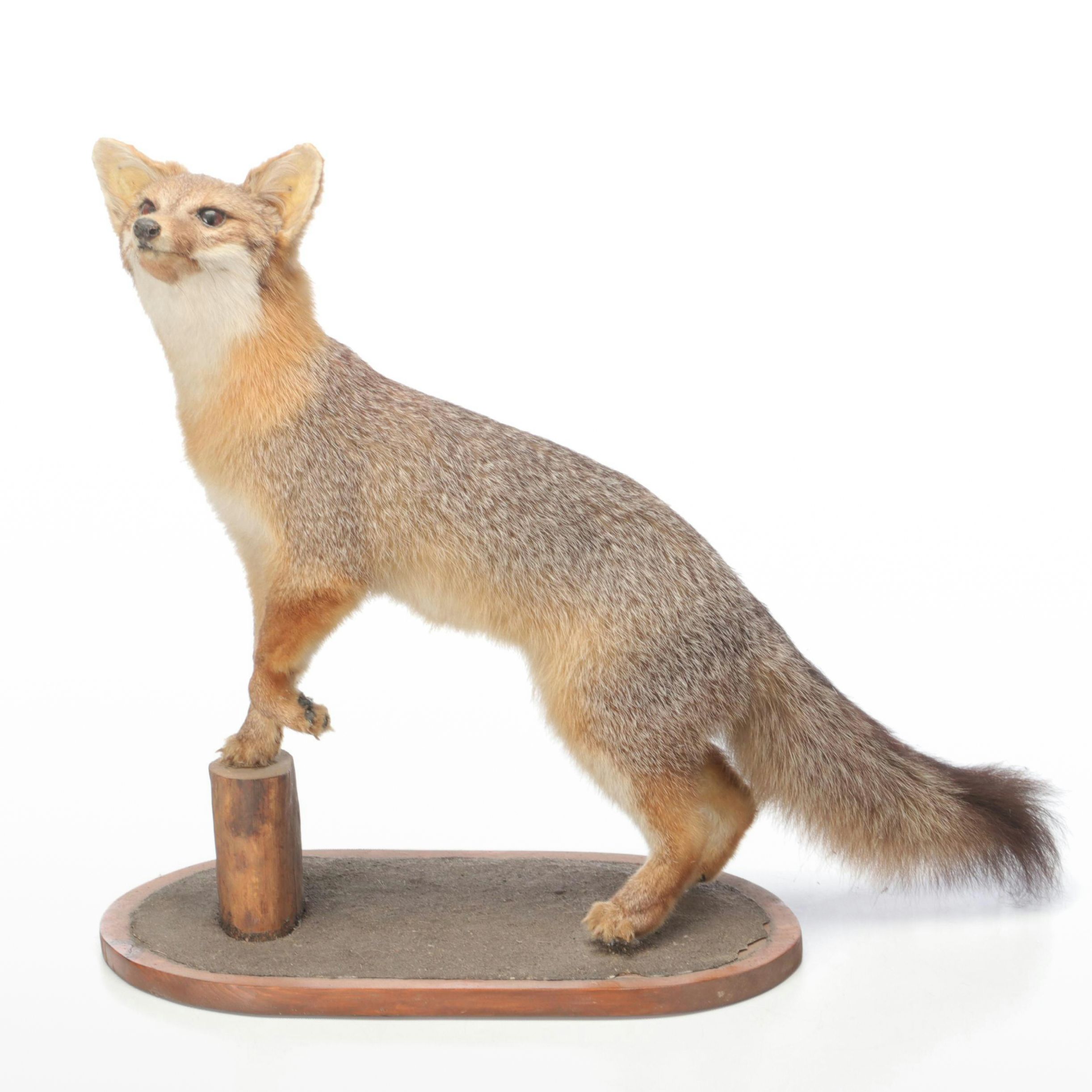 Taxidermy Grey Fox Full Body Mount on Stand | Everything But The House